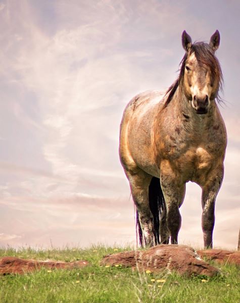 KT Ranch | Working Ranch Quarter Horses for Sale in Connell, WA