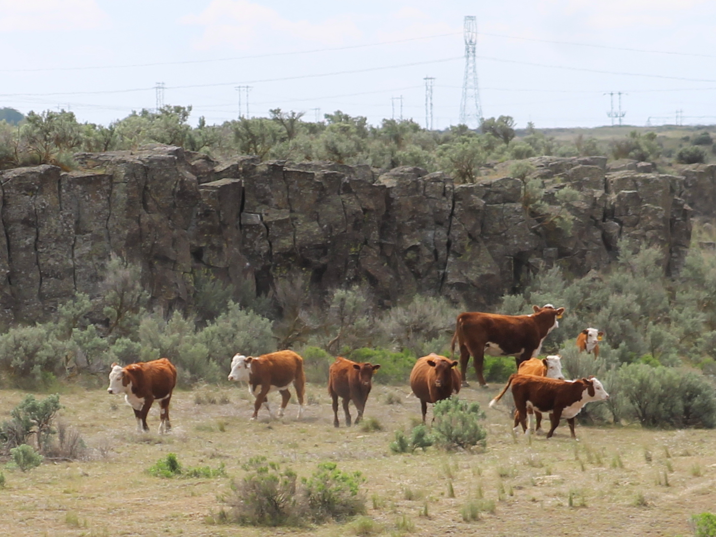 CowsApr2014 | KT Ranch