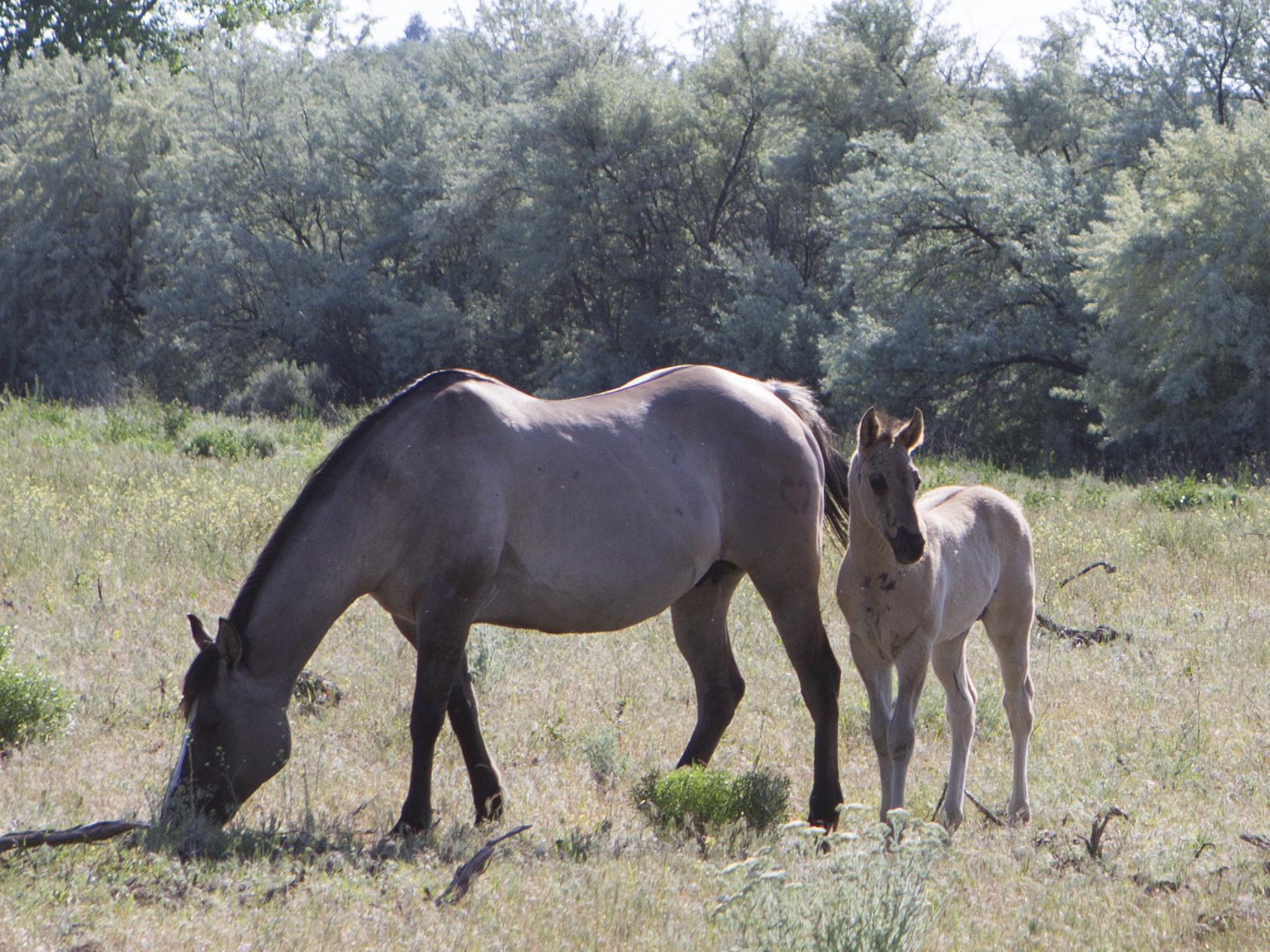 KT Gunners Sage Bug | KT Ranch