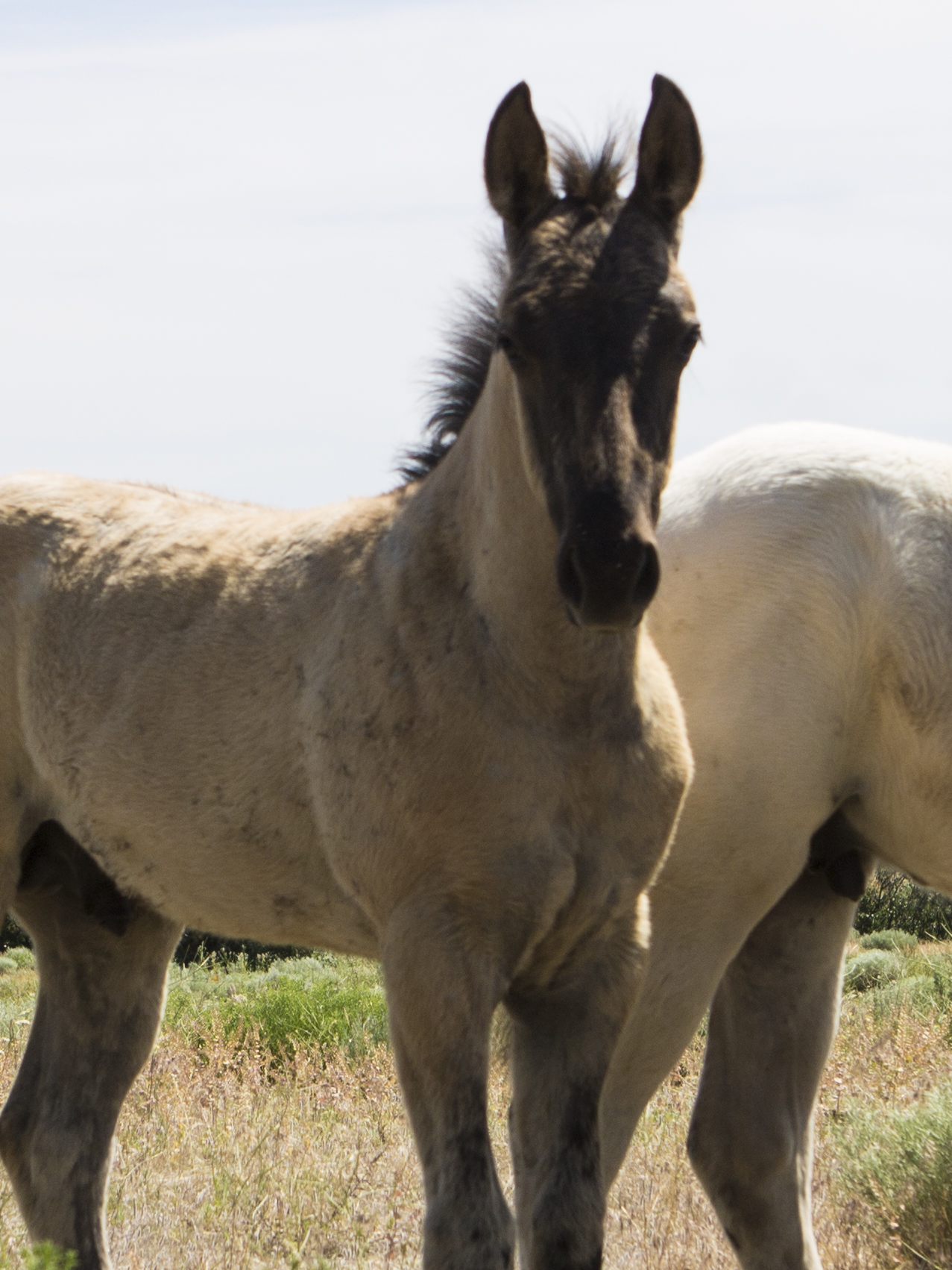 KT Gunners Sage Bug | KT Ranch