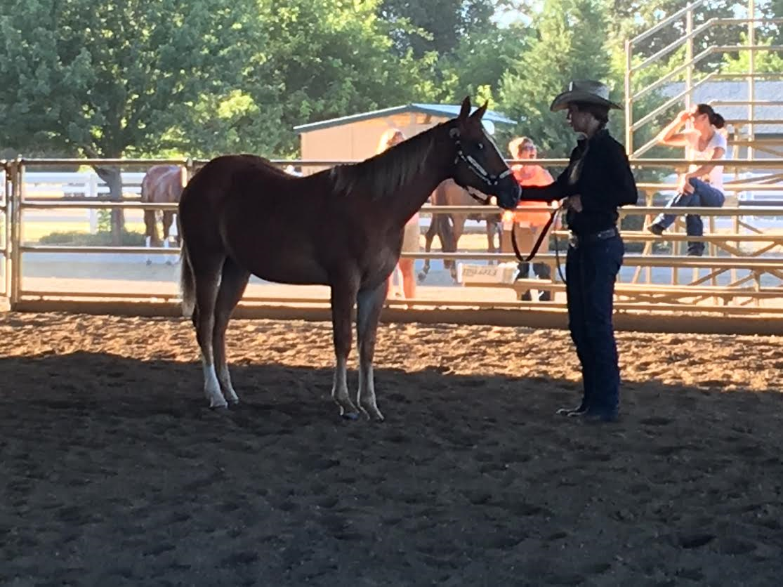 Way to Go Bailey and Sugar | KT Ranch