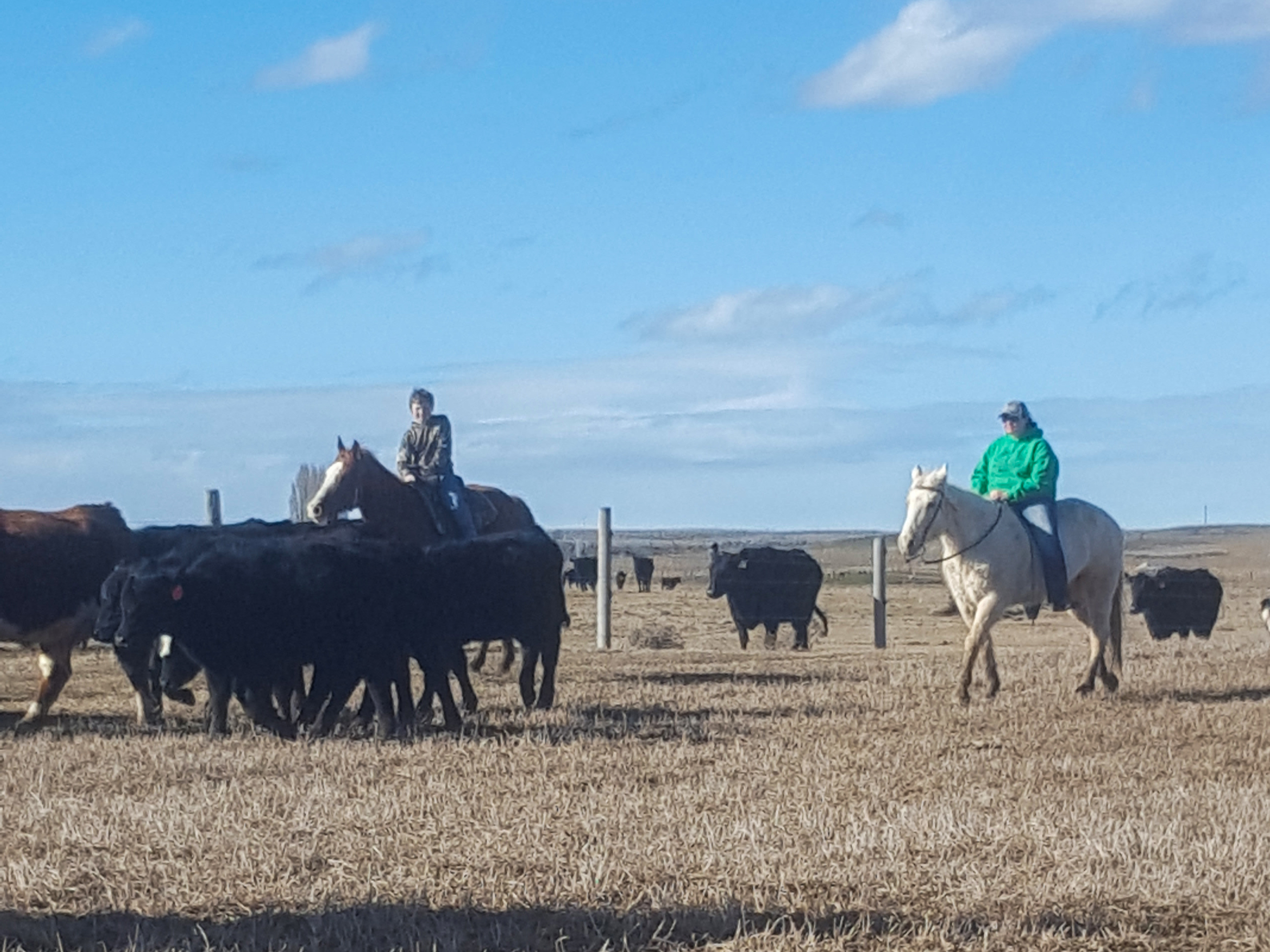 Sorting Heifers | KT Ranch