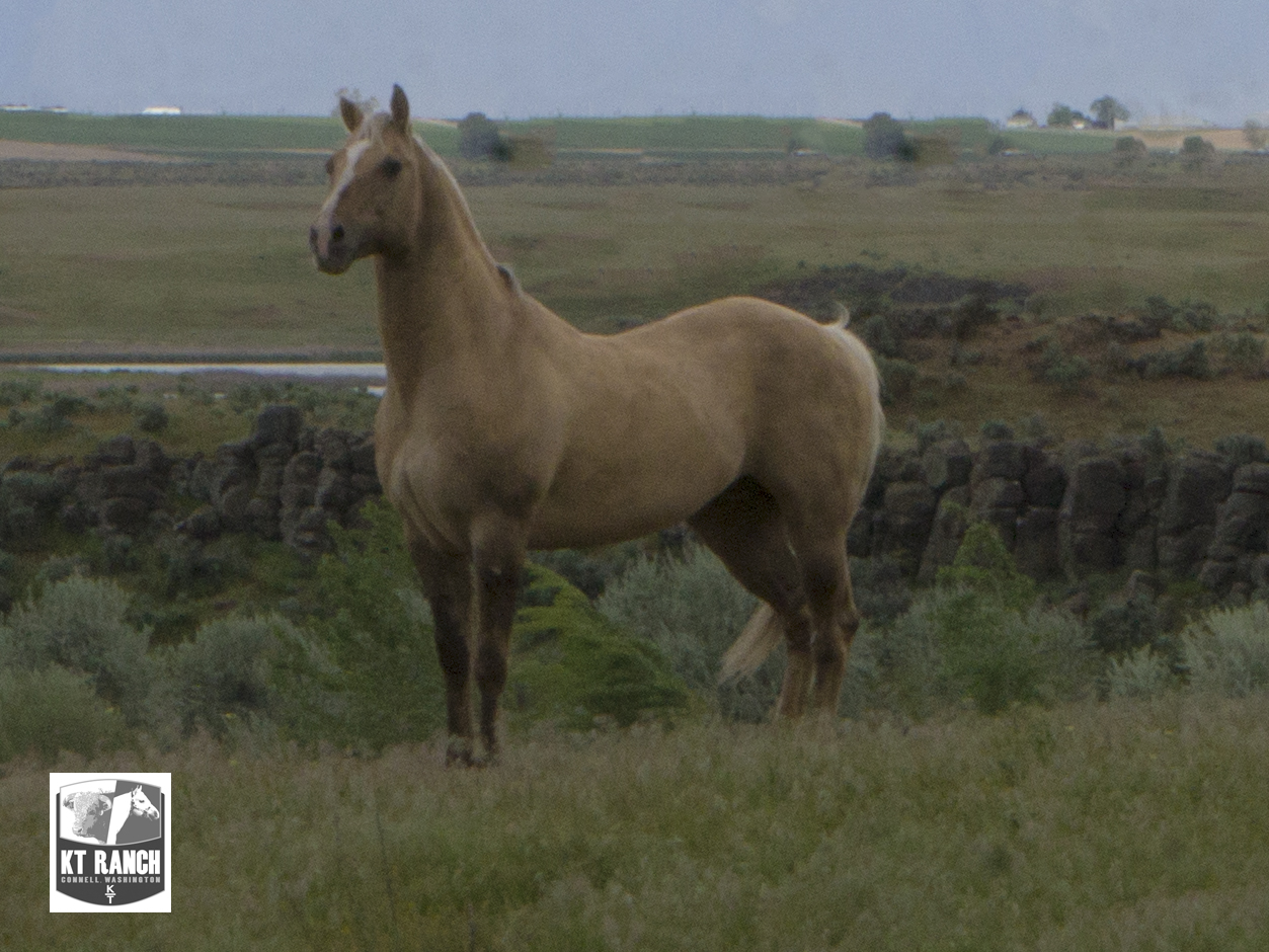 Meet the Studs: Doll Docsan | KT Ranch