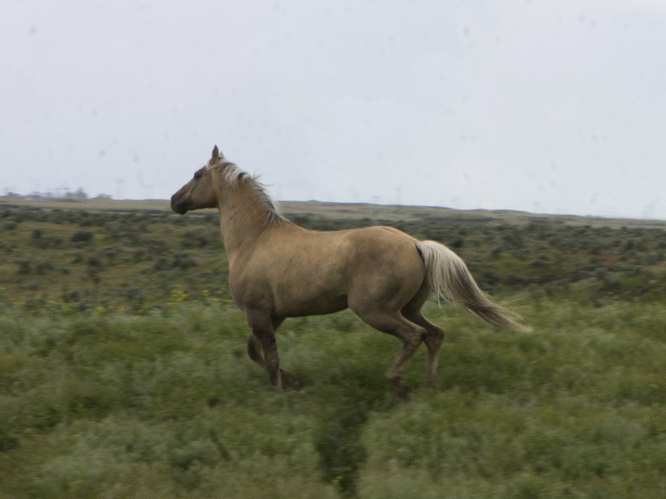 Doll Docsan | KT Ranch