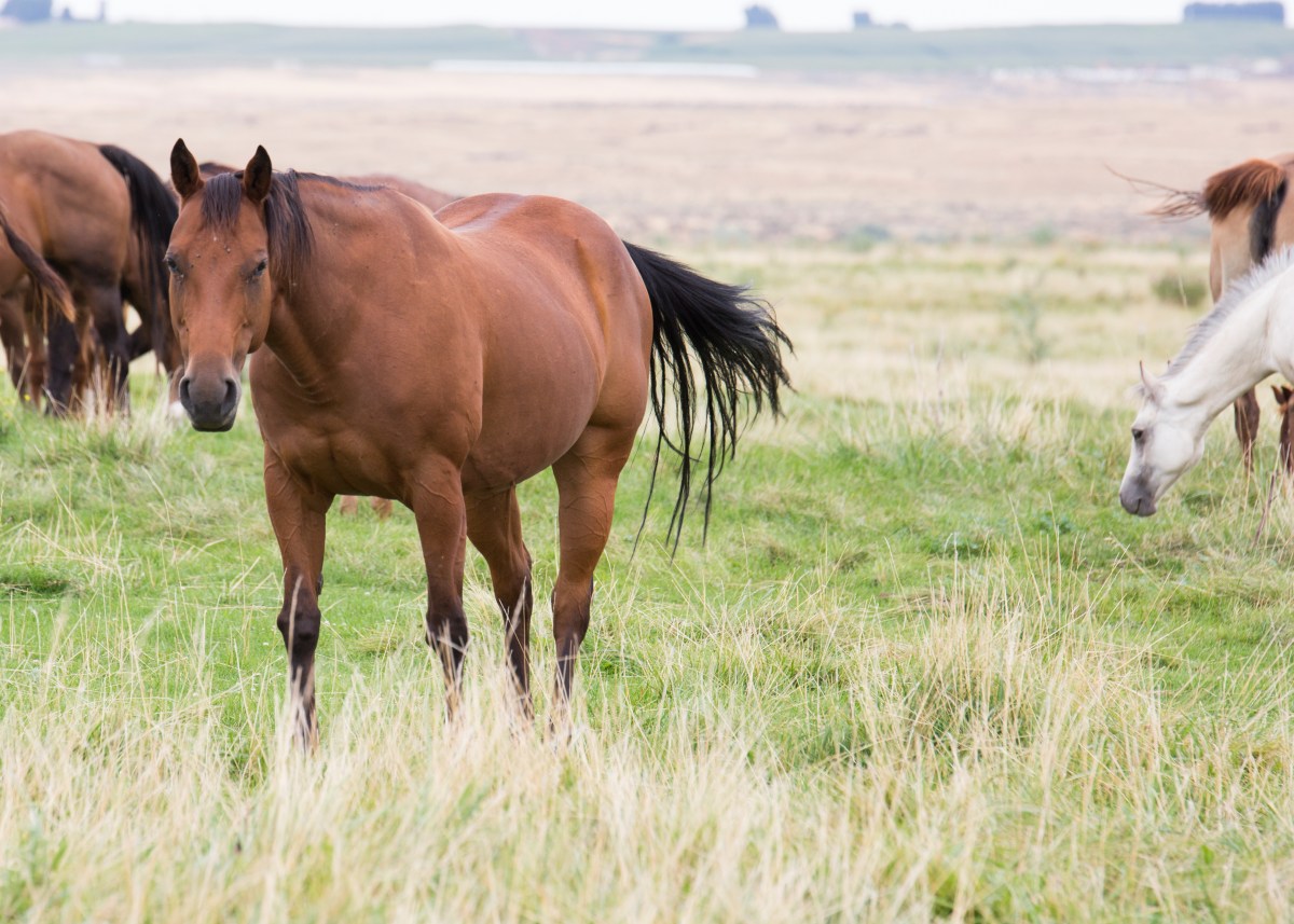 Meet the Mares: Maggie | KT Ranch