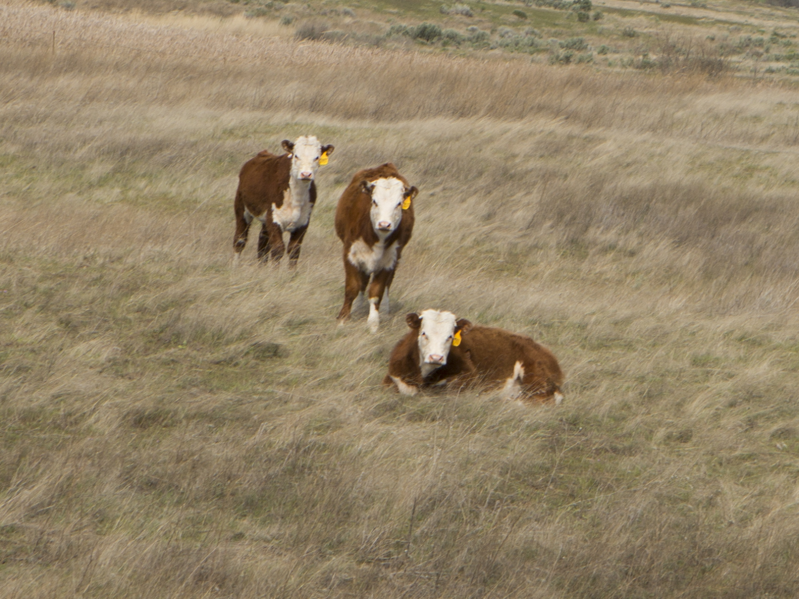 FallHerefordCalves | KT Ranch