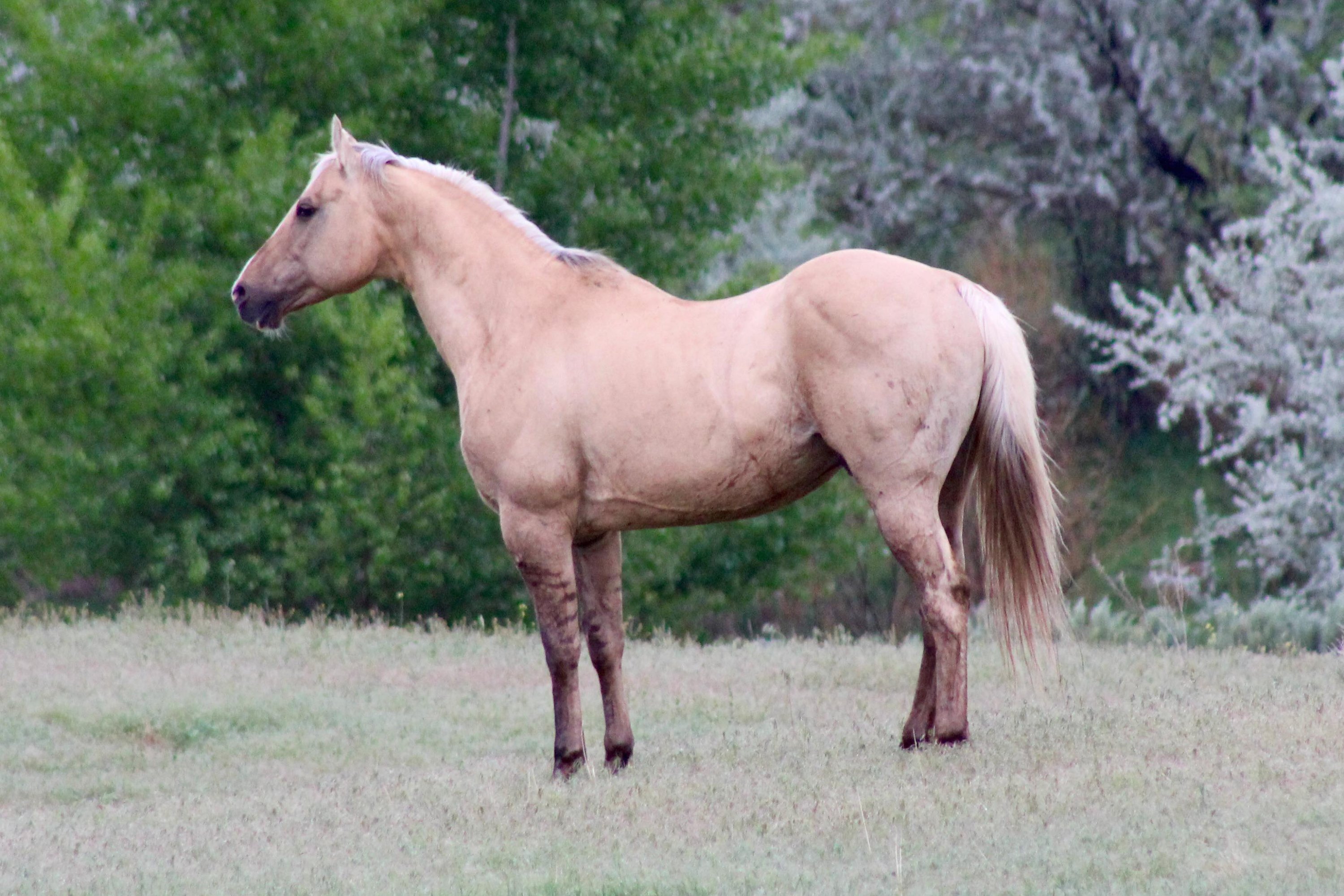 Doll Docsan | KT Ranch