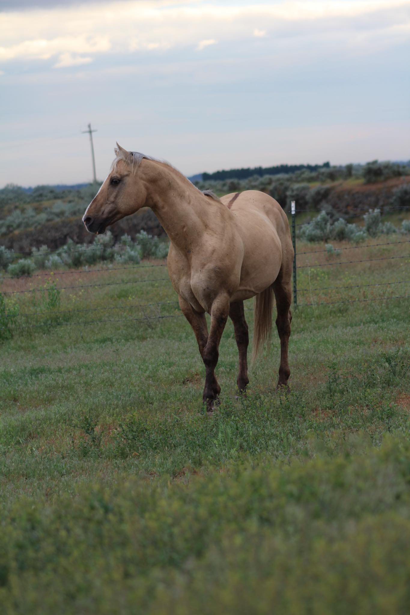 Doll Docsan | KT Ranch
