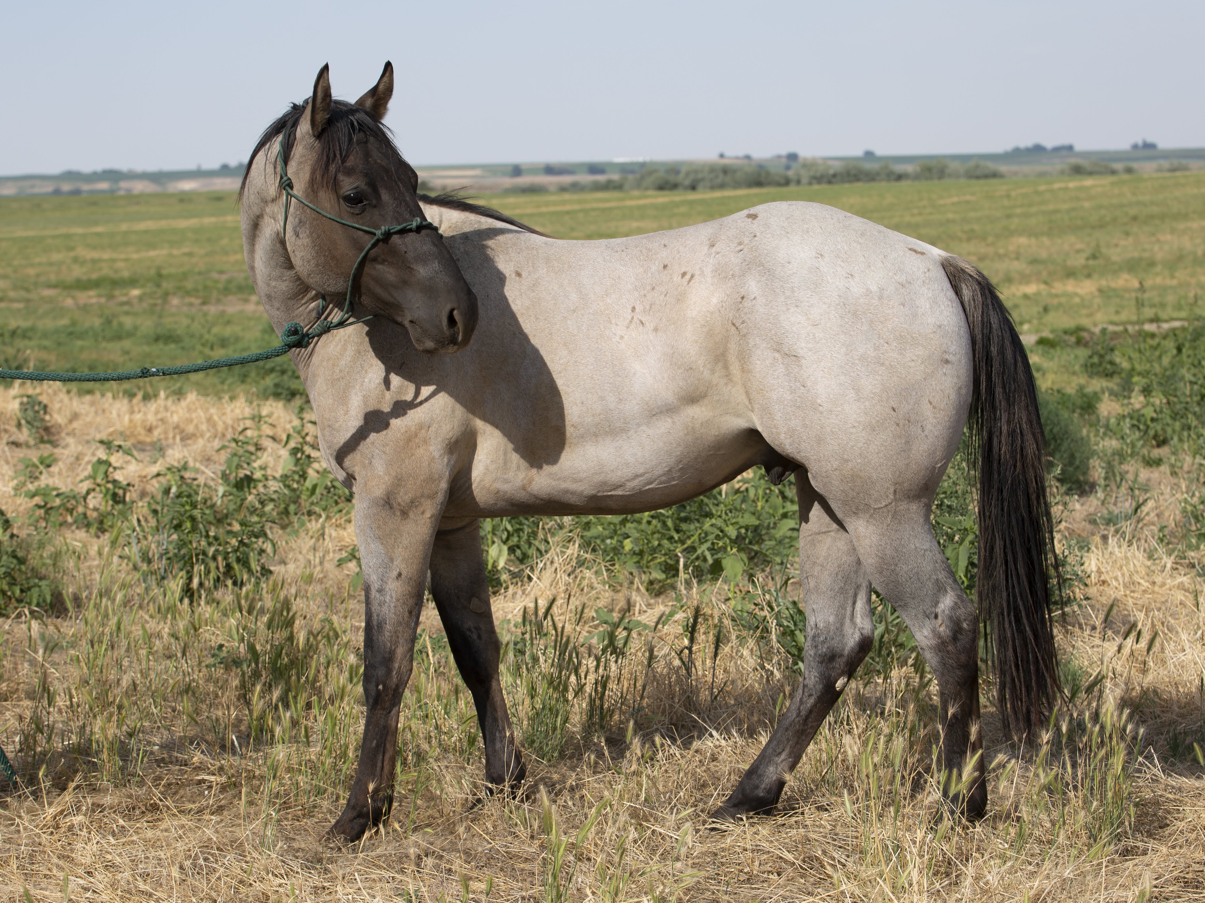 KT Gunners Sage Bug | KT Ranch