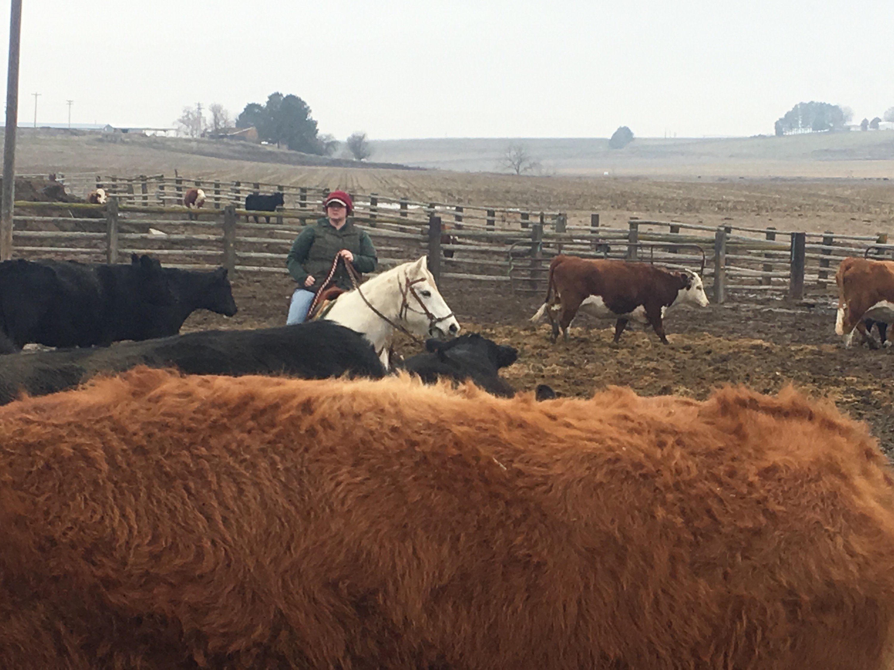 812986635091213928388673.jpeg | KT Ranch