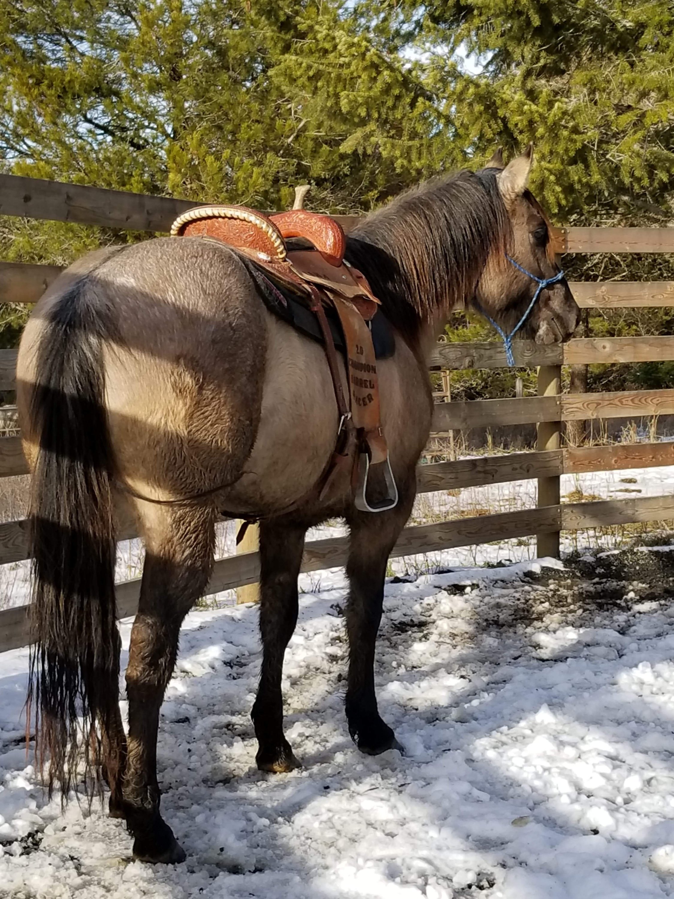 KT Gunners Sage Bug | KT Ranch