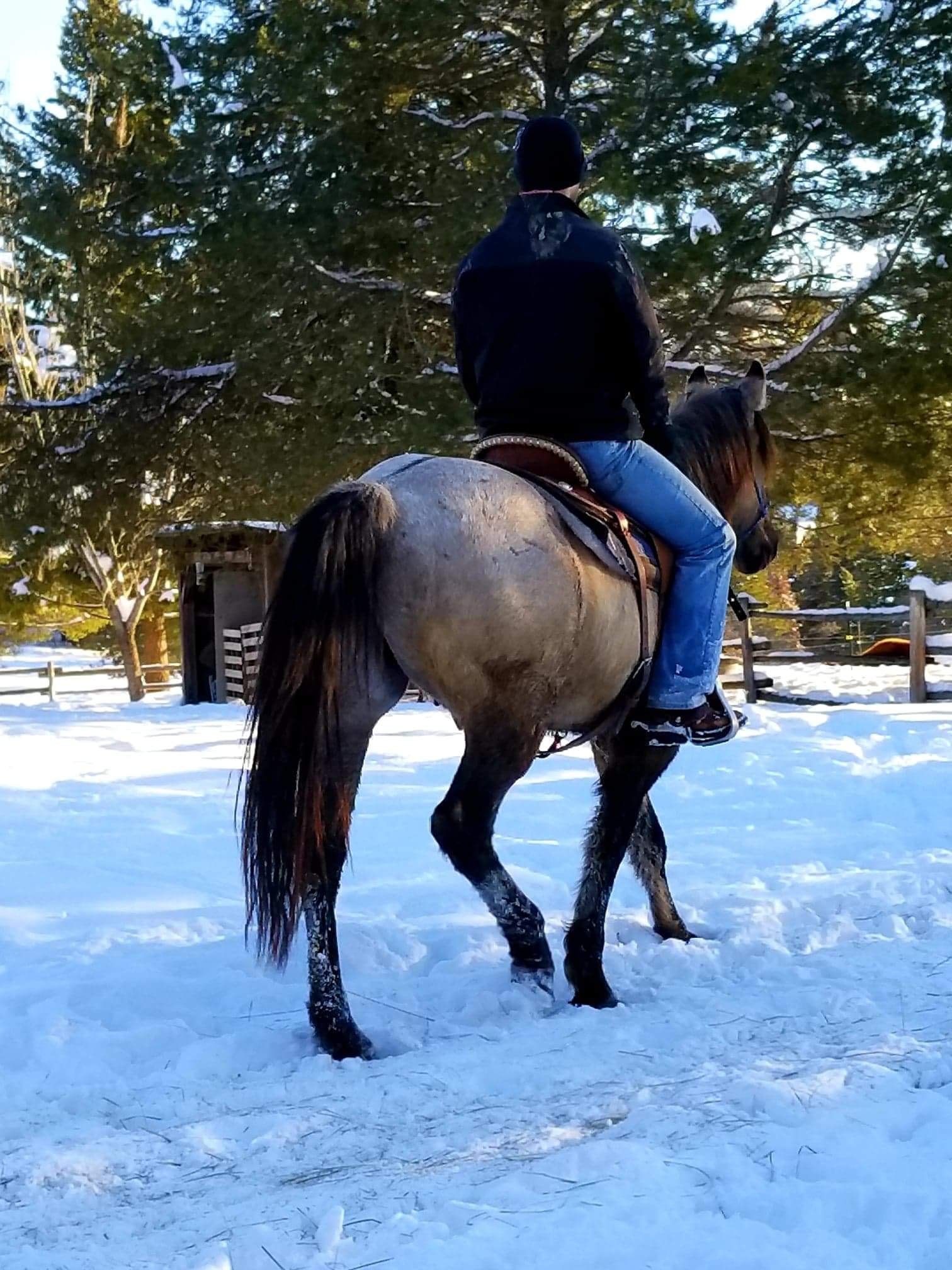 KT Gunners Sage Bug | KT Ranch