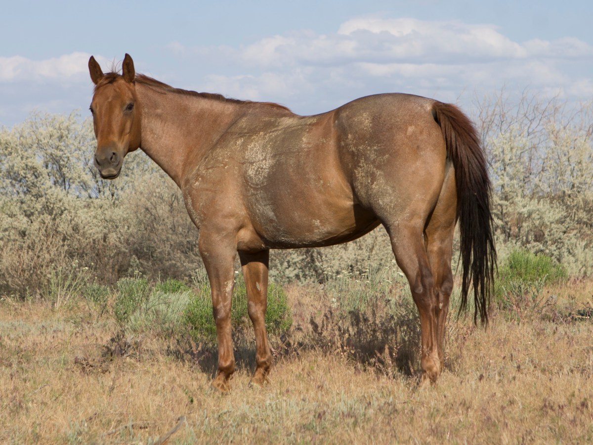 Red Roan mare bred to KT Gunners Sage Bug | KT Ranch