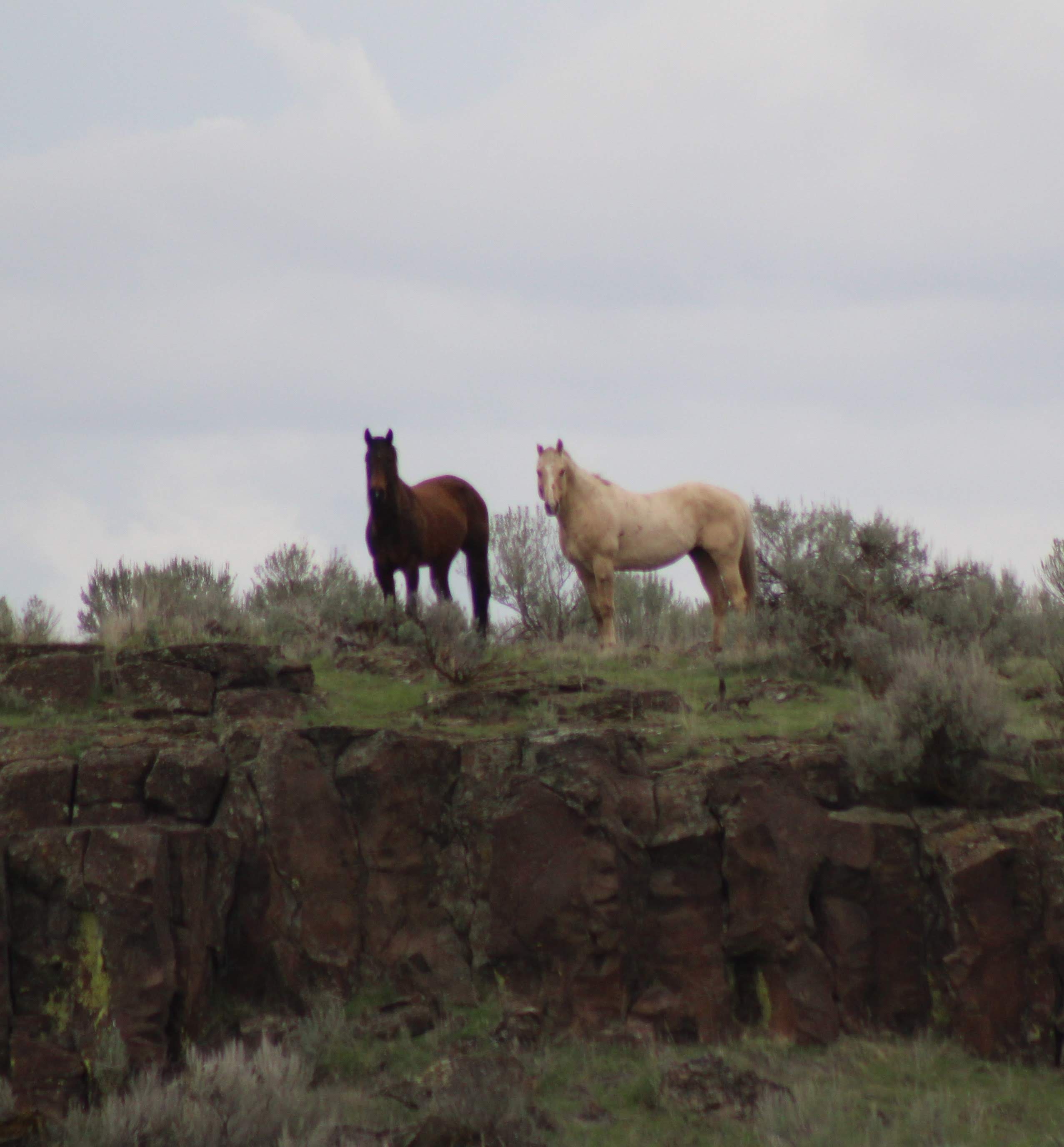 Doll Docsan | KT Ranch