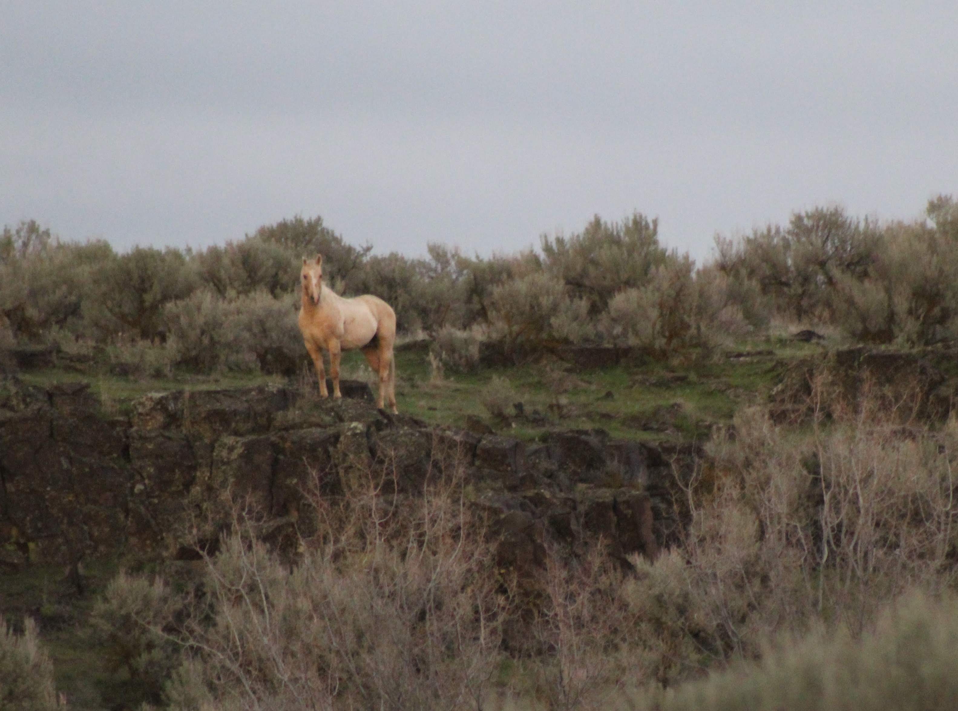 Doll Docsan | KT Ranch