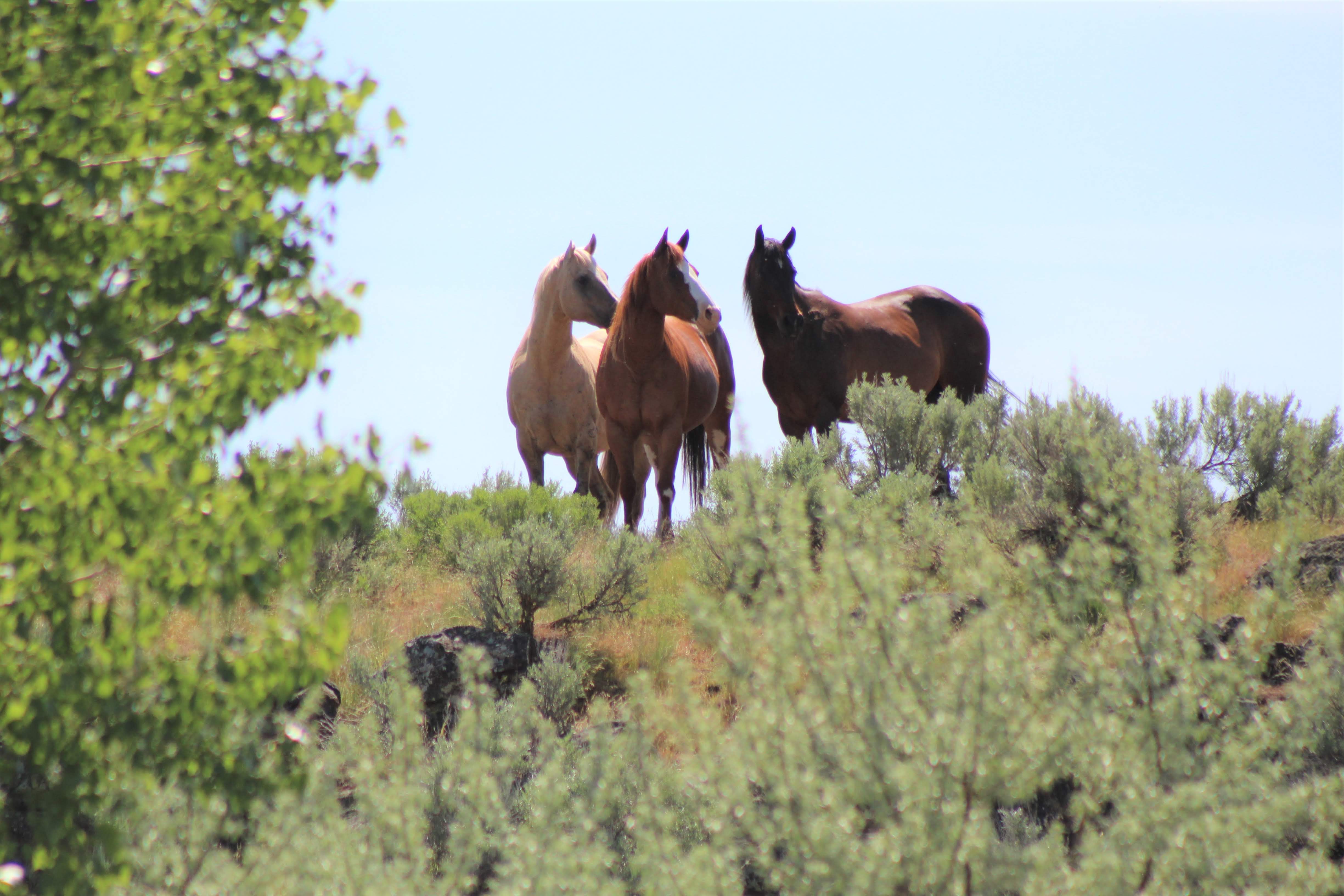 Doll Docsan | KT Ranch