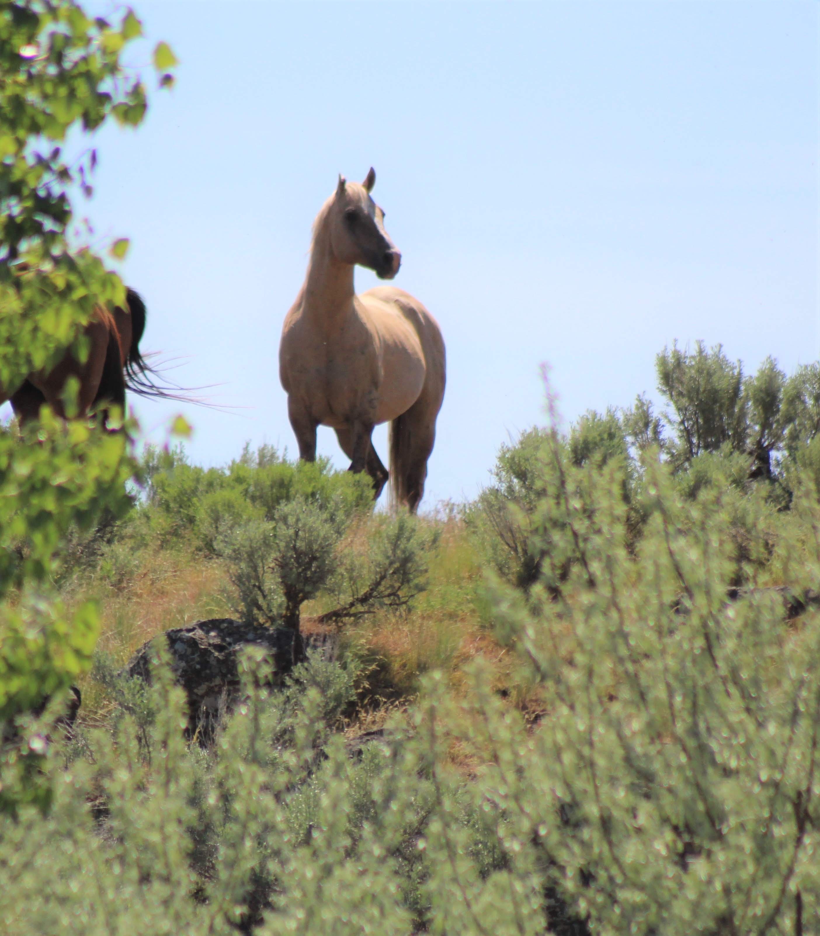 Doll Docsan | KT Ranch