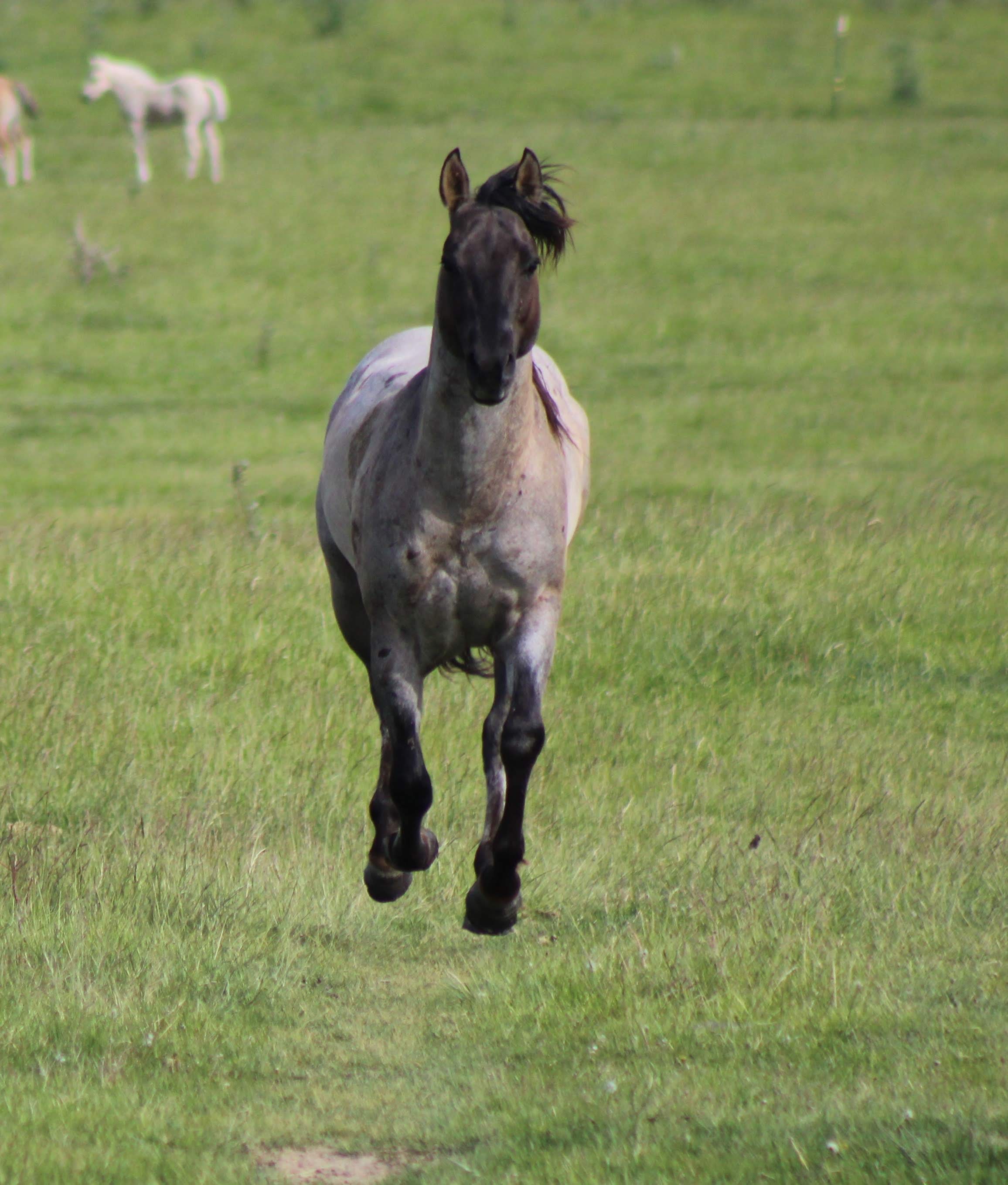 KT Gunners Sage Bug | KT Ranch