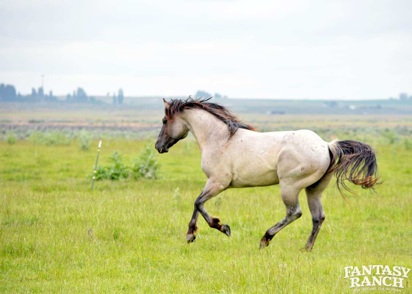KT Gunners Sage Bug | KT Ranch
