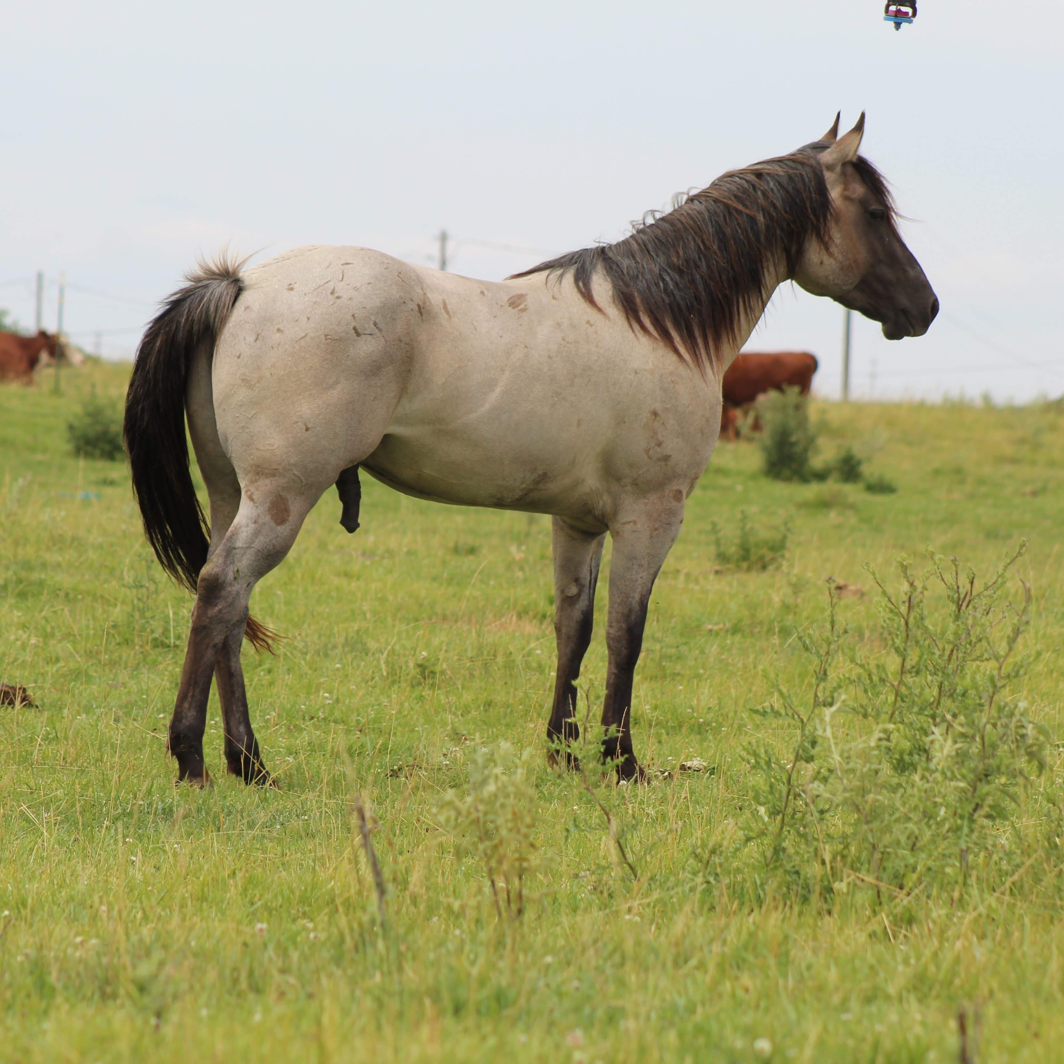 KT Gunners Sage Bug | KT Ranch