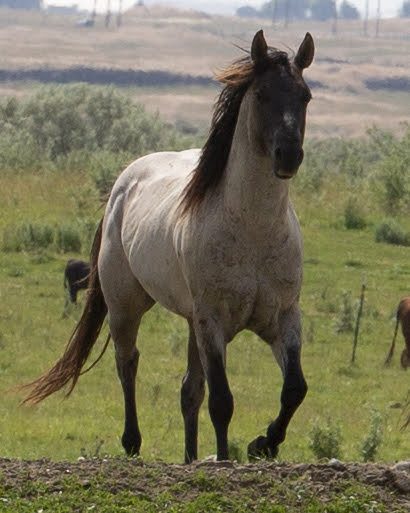 KT Gunners Sage Bug | KT Ranch