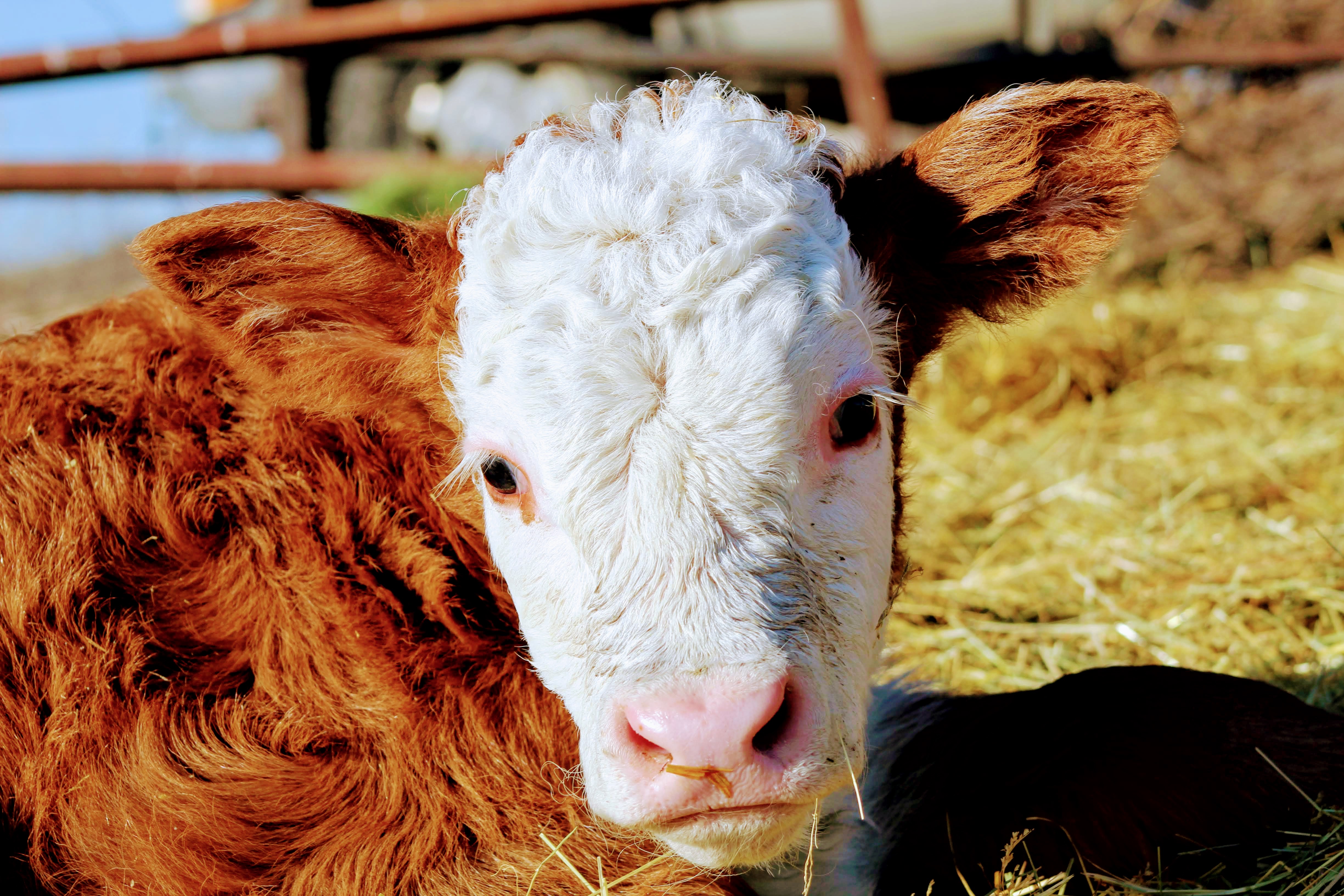 Hereford bull calf Feb 2020 | KT Ranch