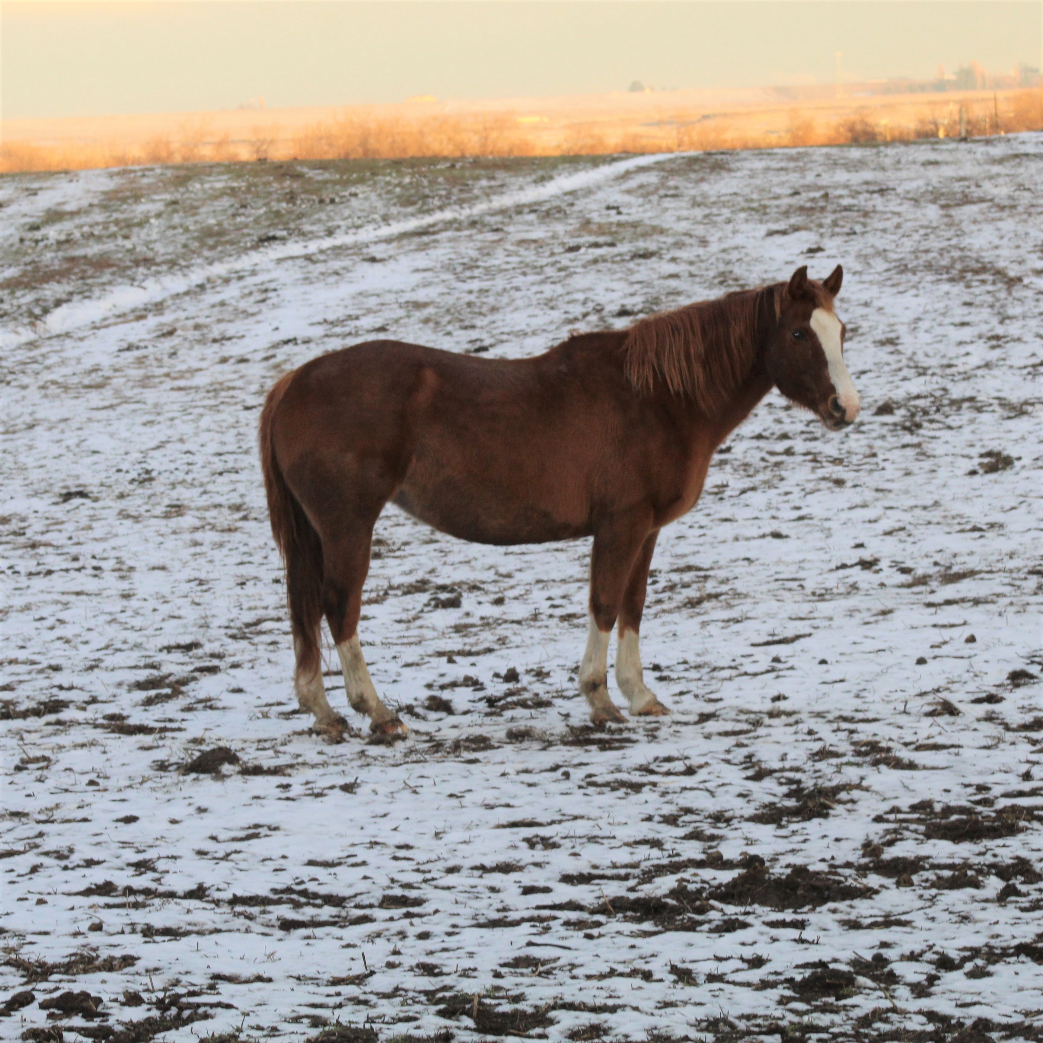 Meet the Mares: Red Robin | KT Ranch