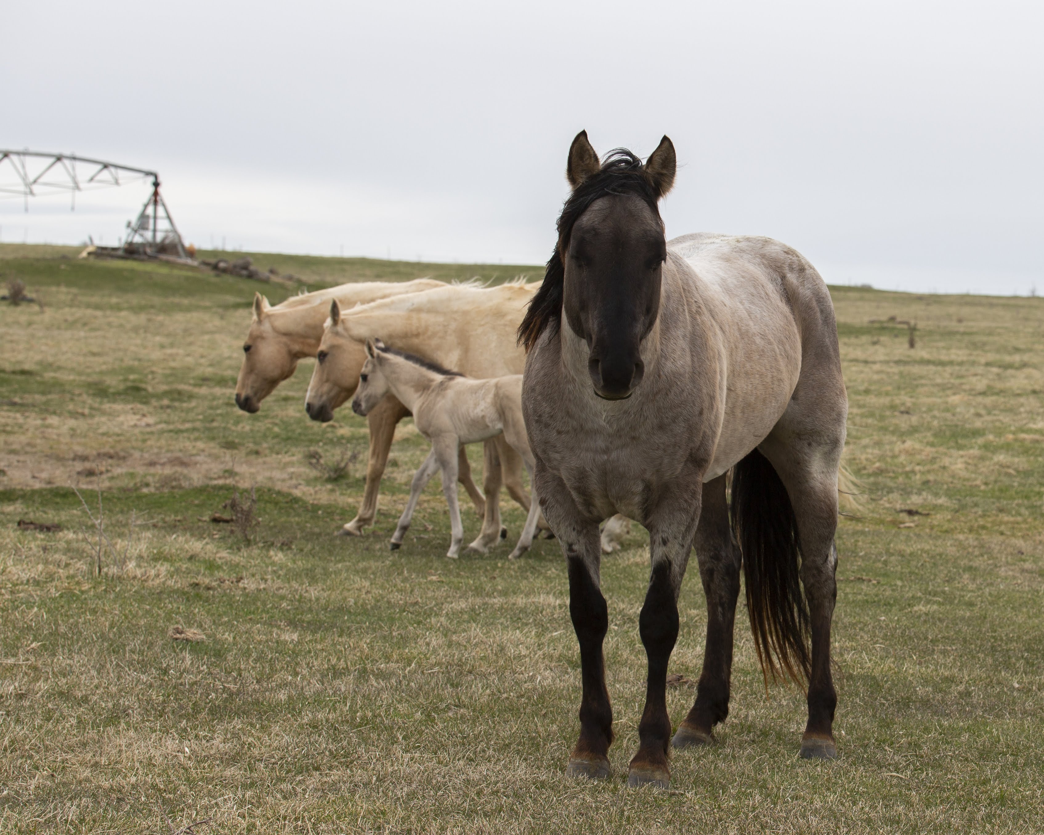 KT Gunners Sage Bug | KT Ranch