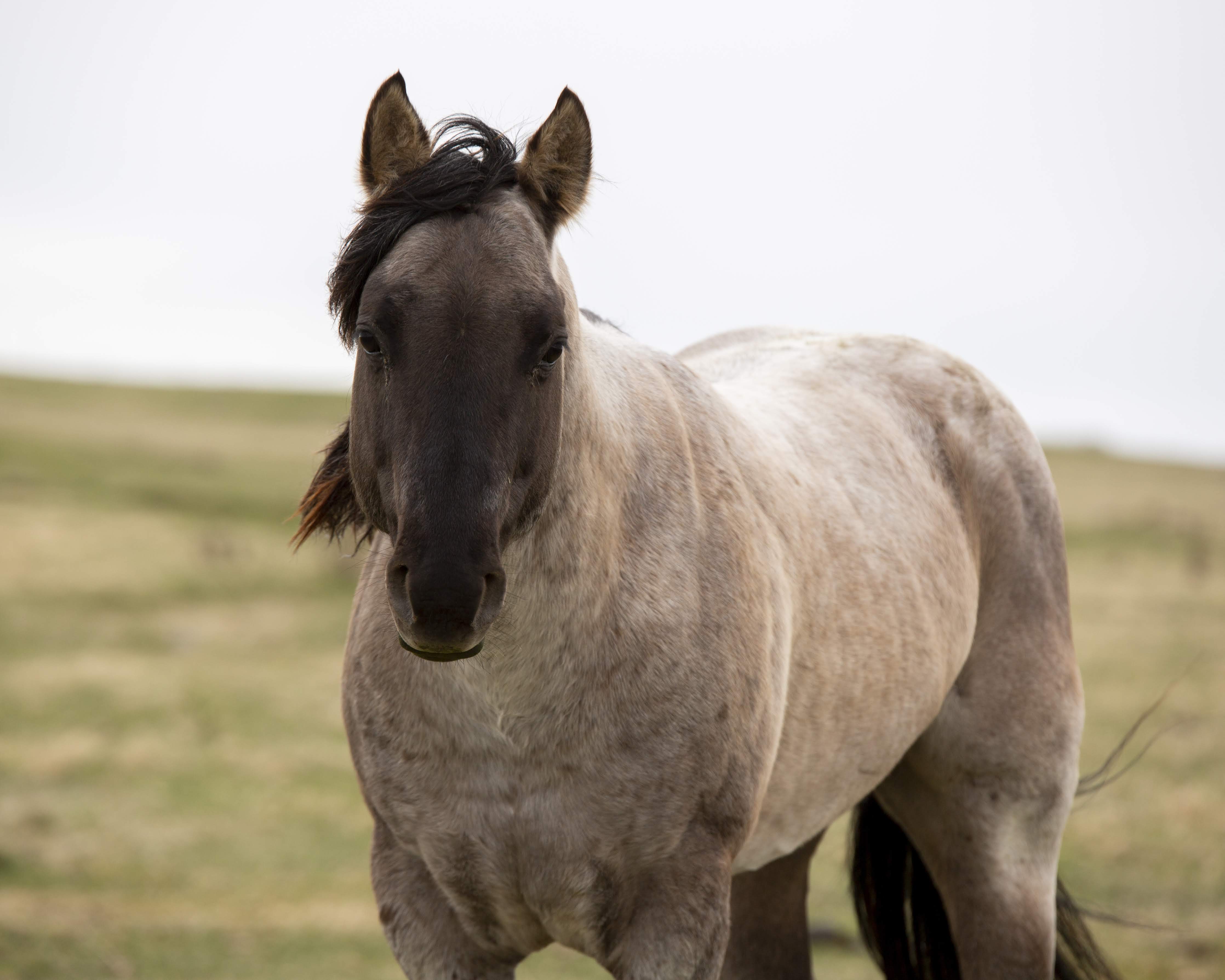 KT Gunners Sage Bug | KT Ranch