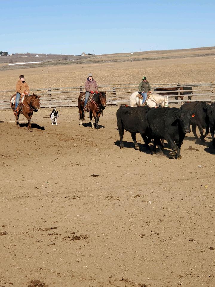 “It’s a lot like nuts and bolts – if the rider’s nuts, the horse bolts ...