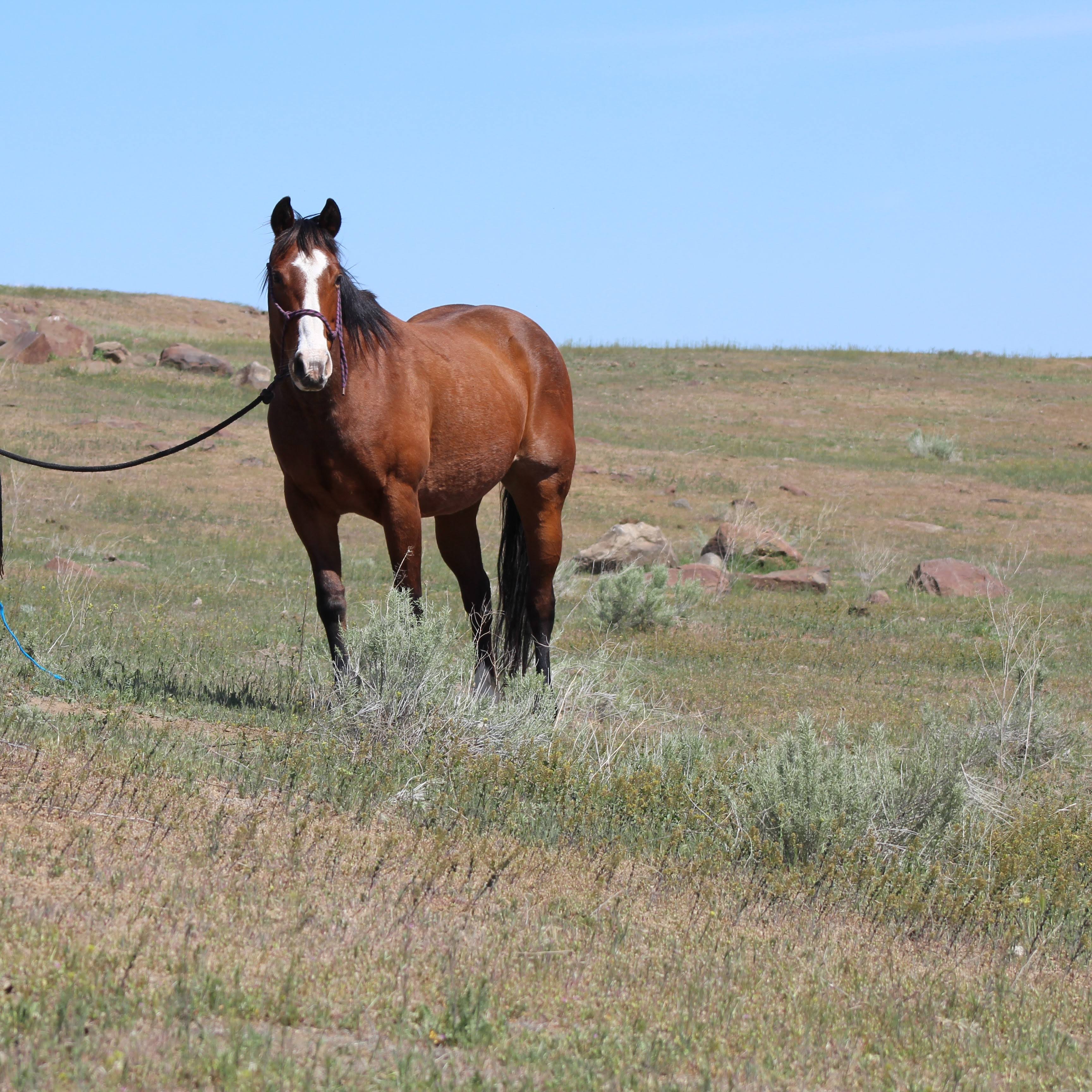 Belle April 2020 | KT Ranch