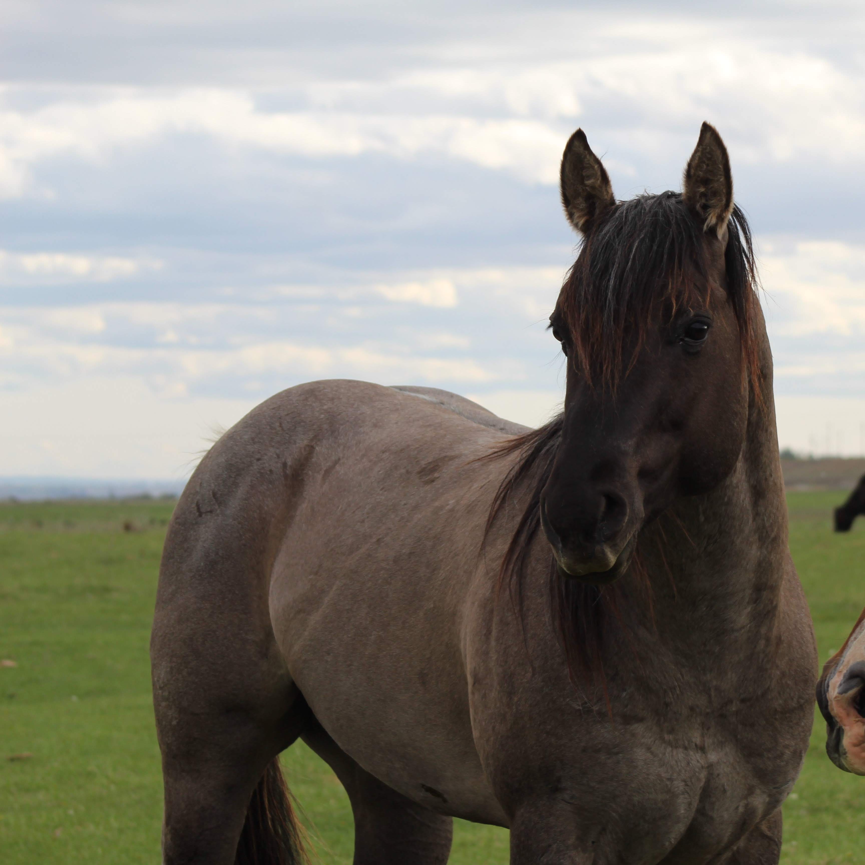 KT Gunners Sage Bug | KT Ranch