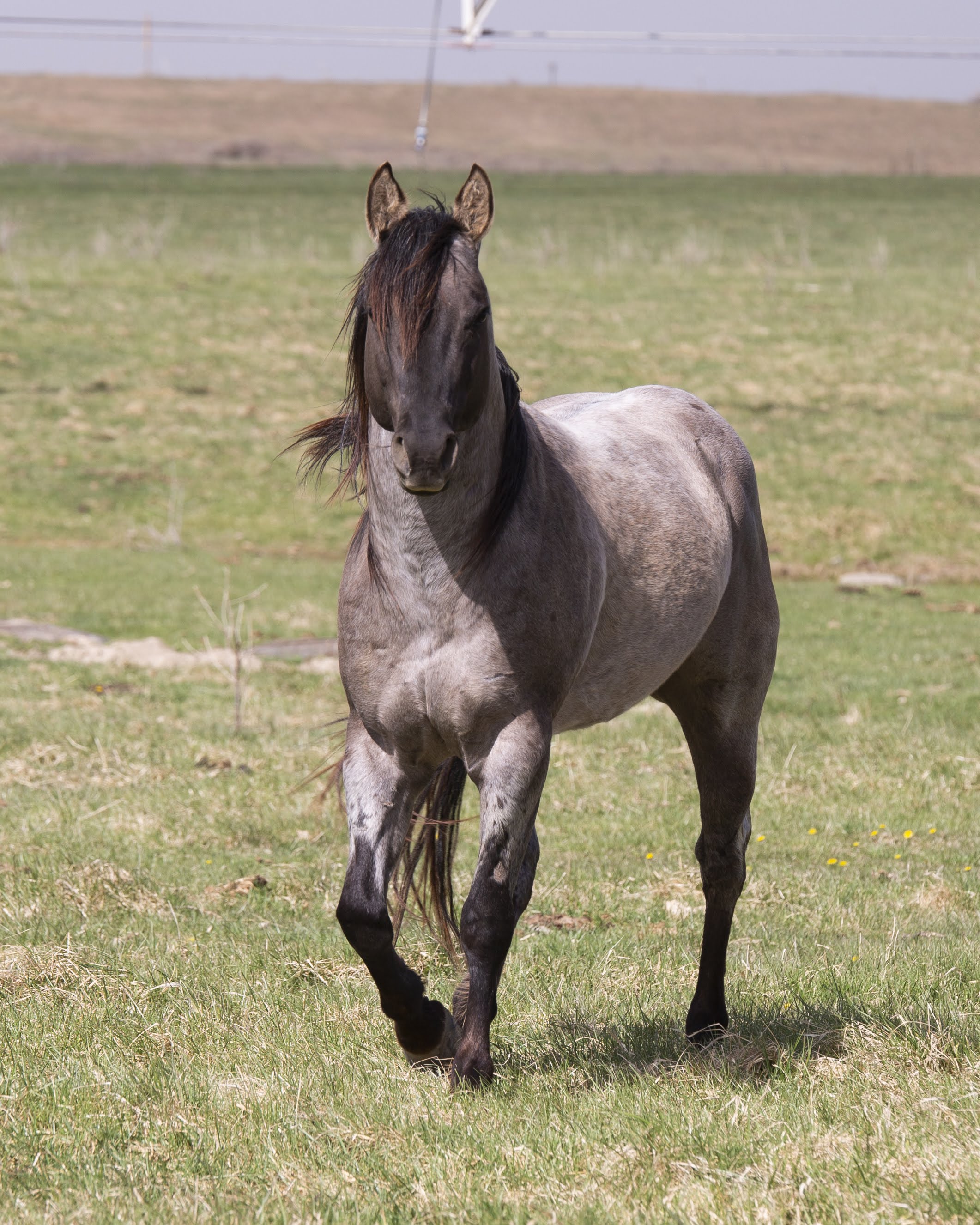 KT Gunners Sage Bug | KT Ranch