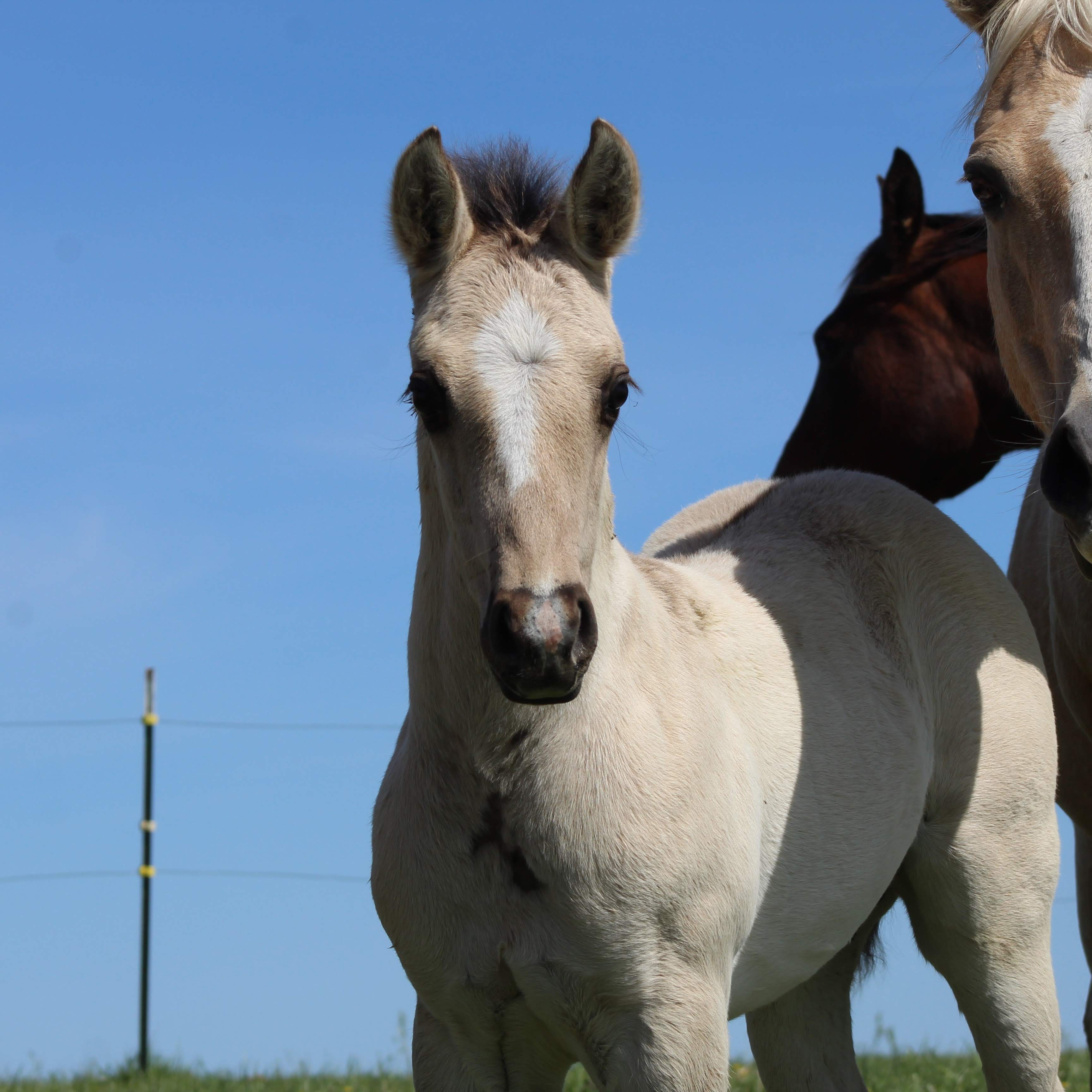 Shiney Bug April 2020 | KT Ranch