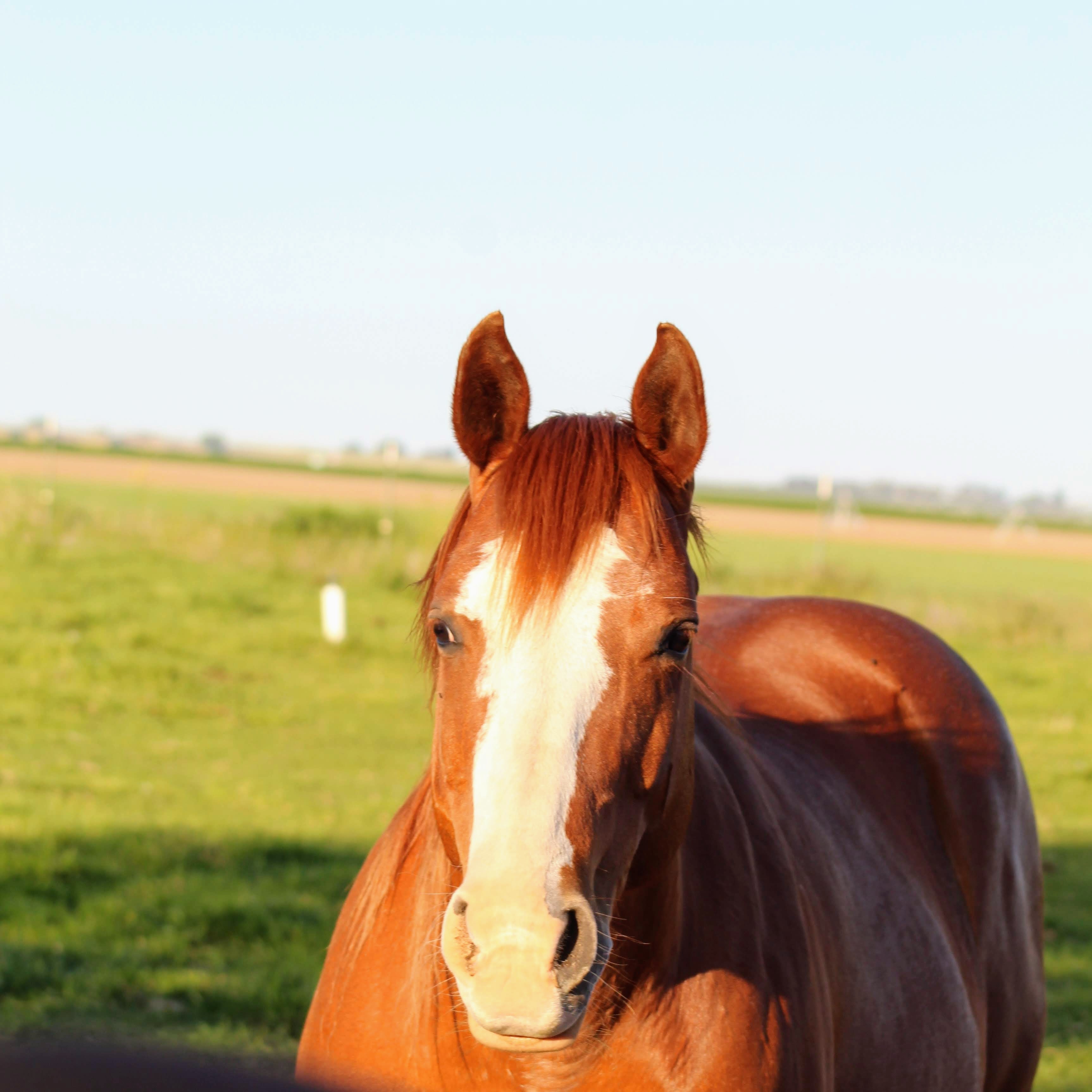 Fancy May 2020 | KT Ranch