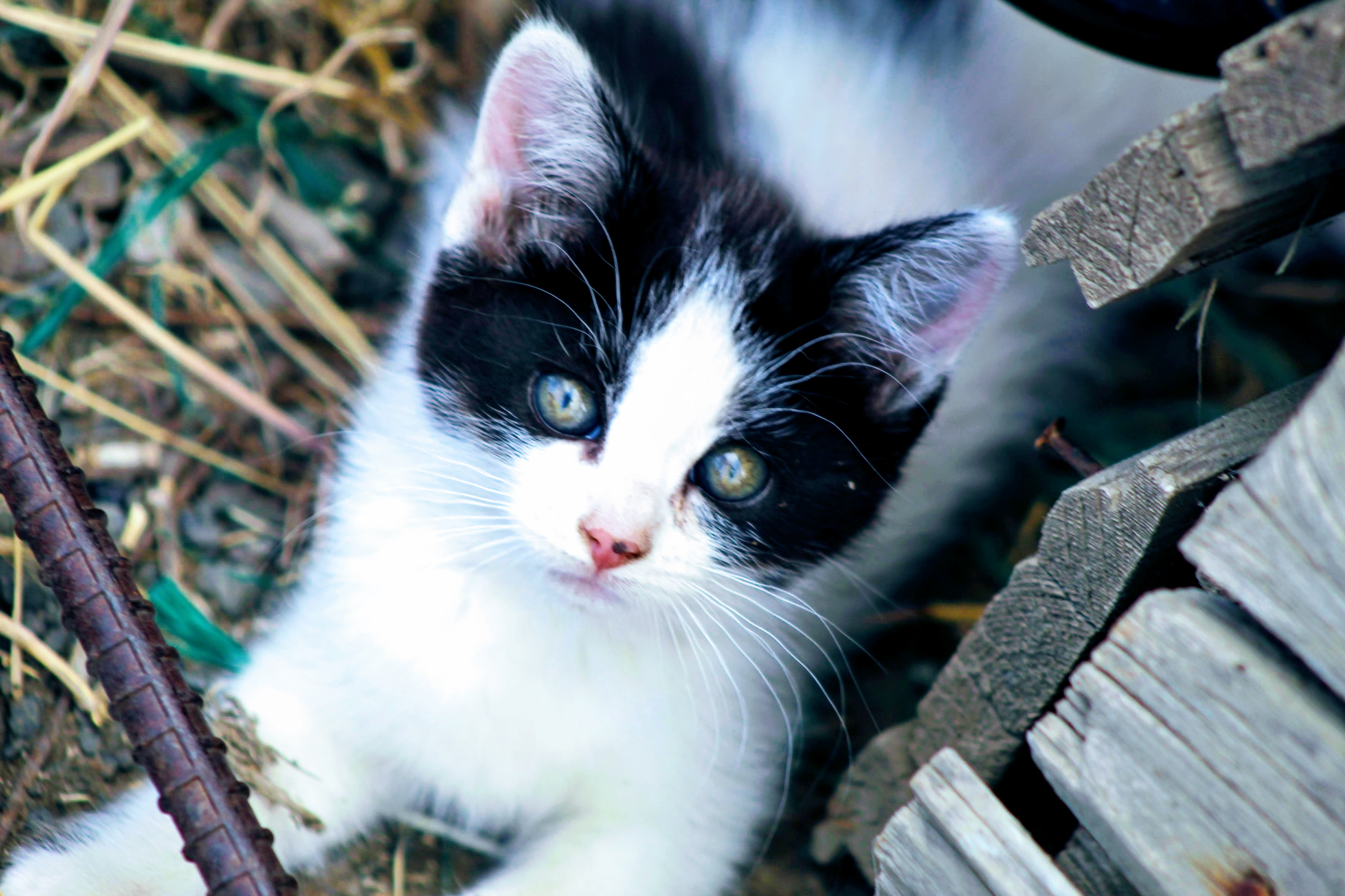 Kitten June 2020 | KT Ranch