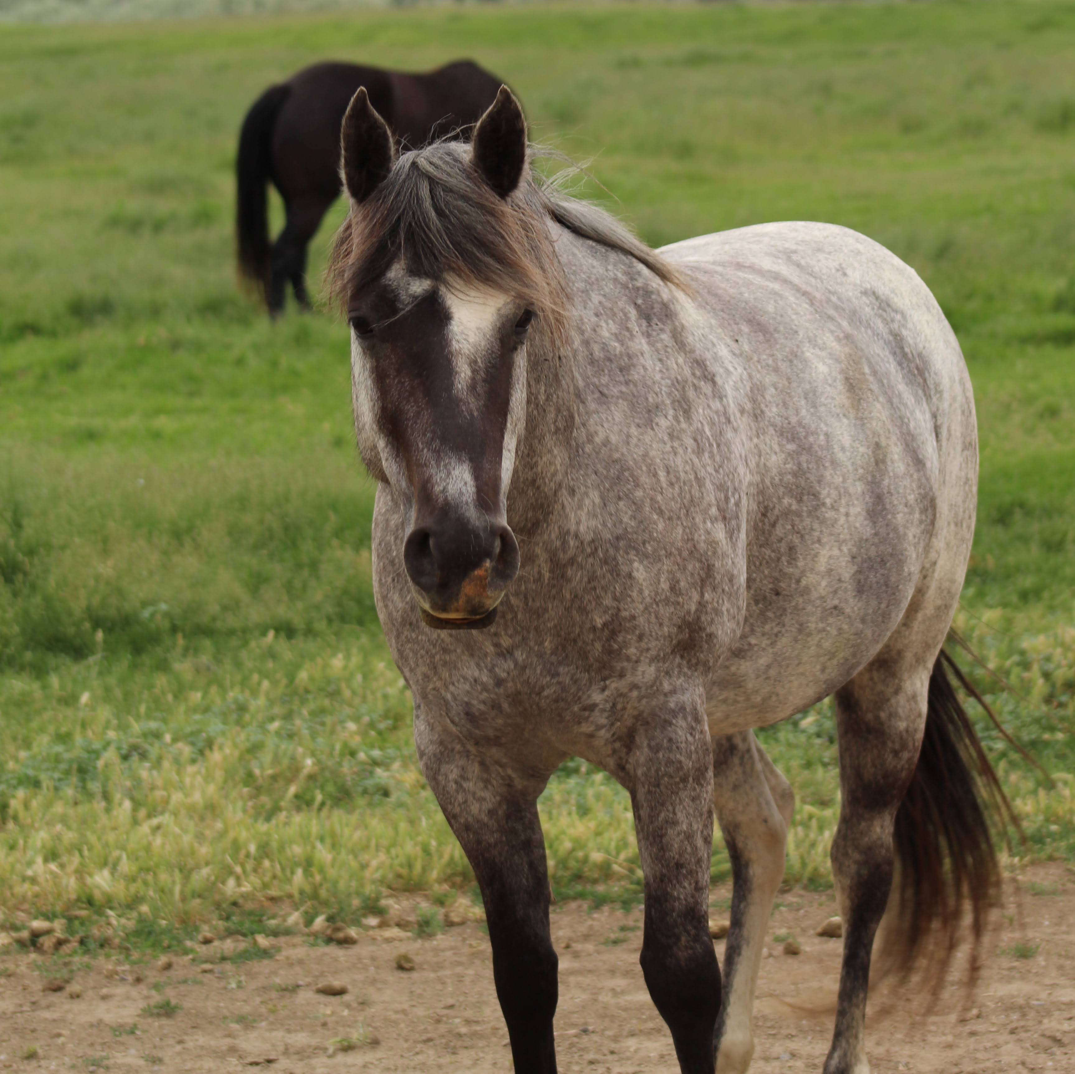 KT Gun in a Million | KT Ranch