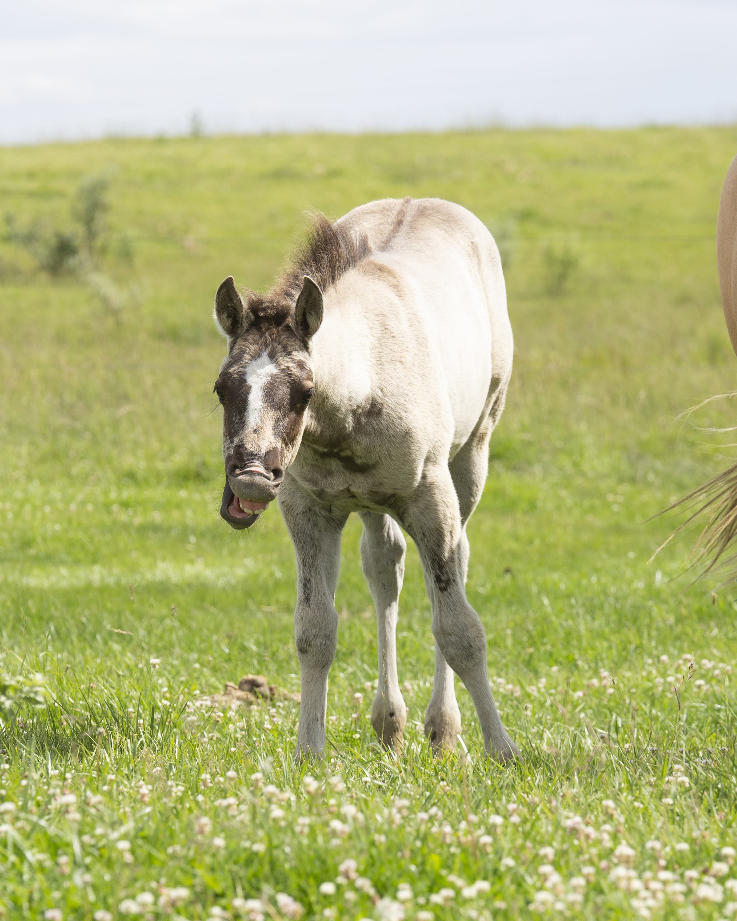 ShineyBugJune2020-Anna Pic | KT Ranch