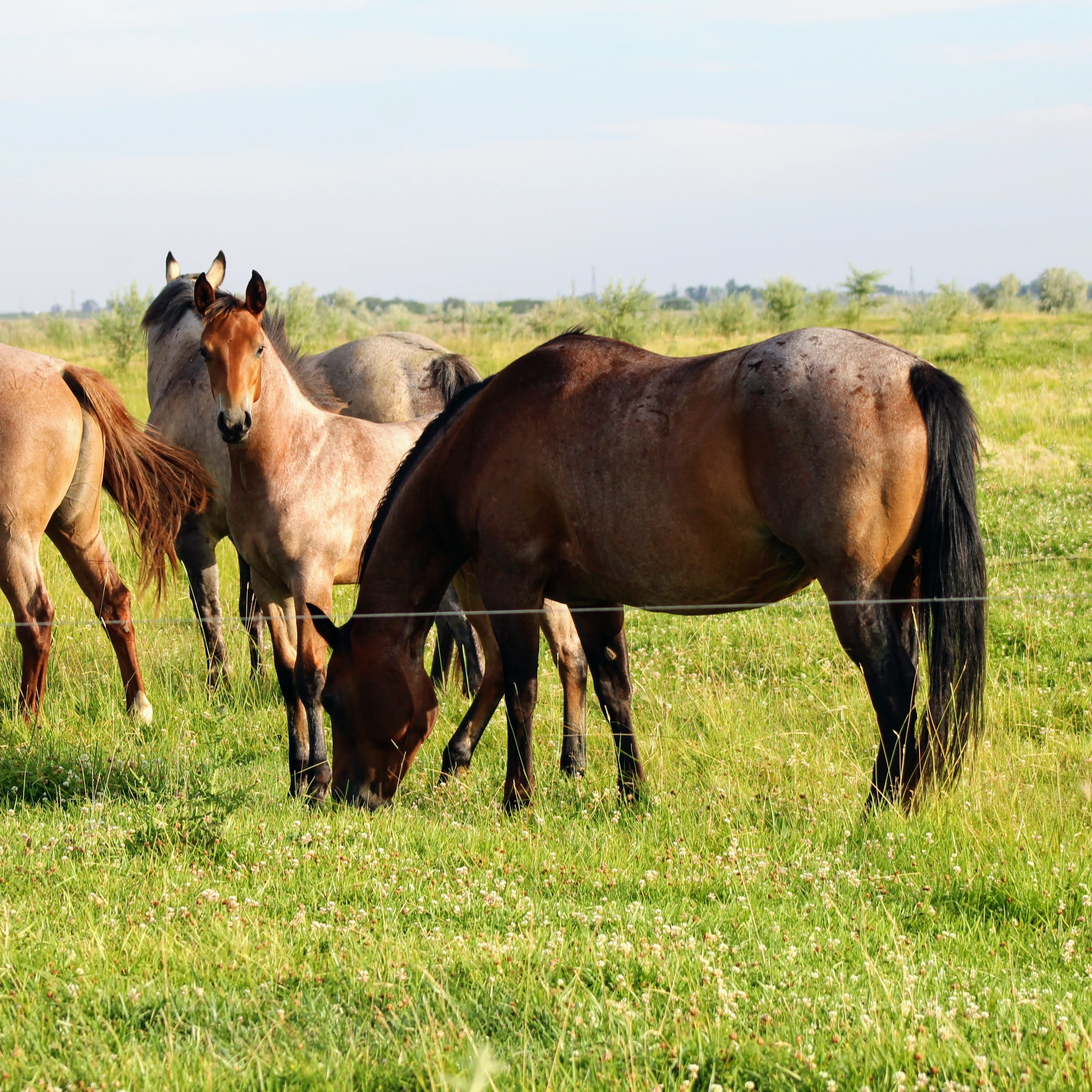 Howa July 2020-1 | KT Ranch