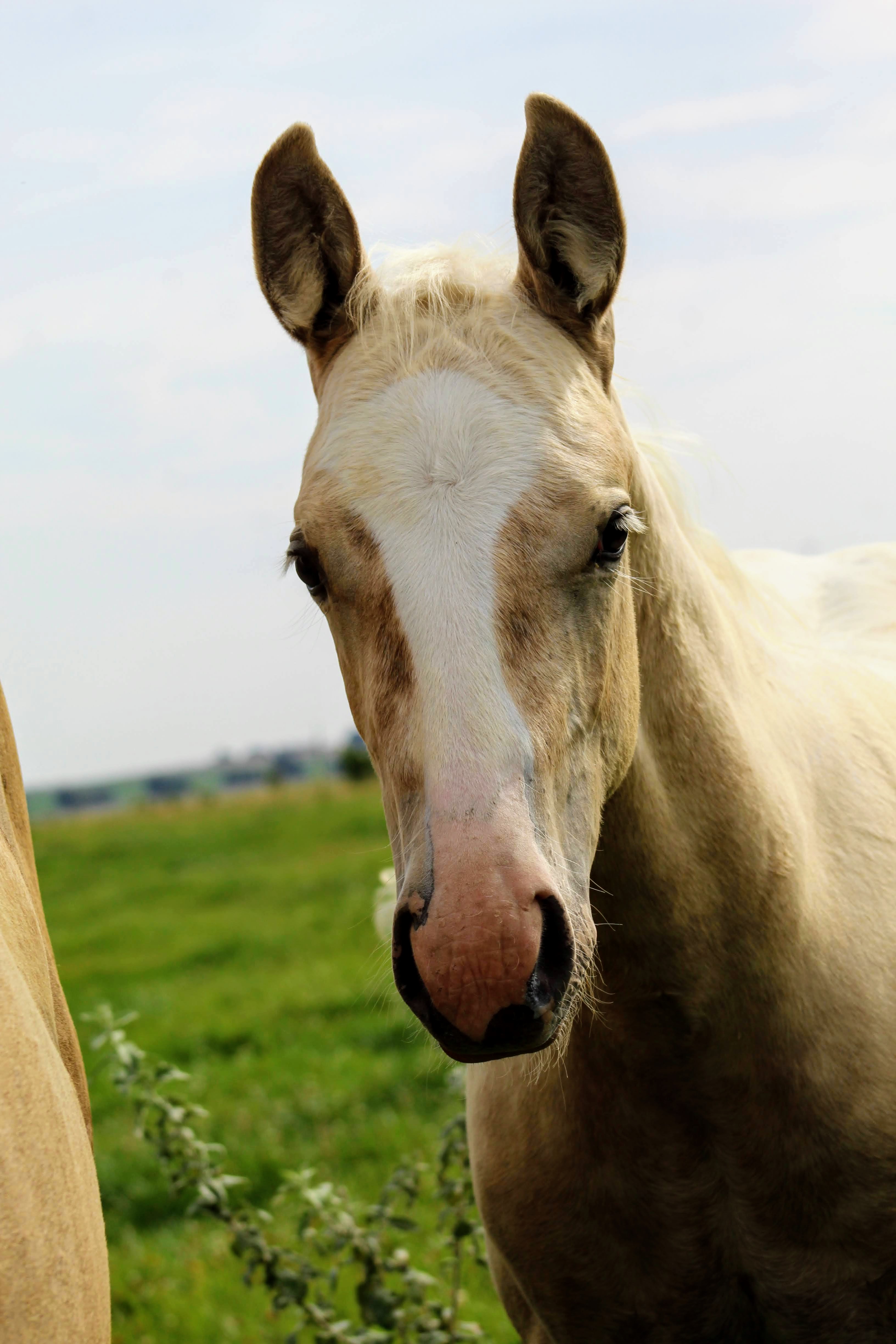 Golden Starlight Aug 2020 | KT Ranch