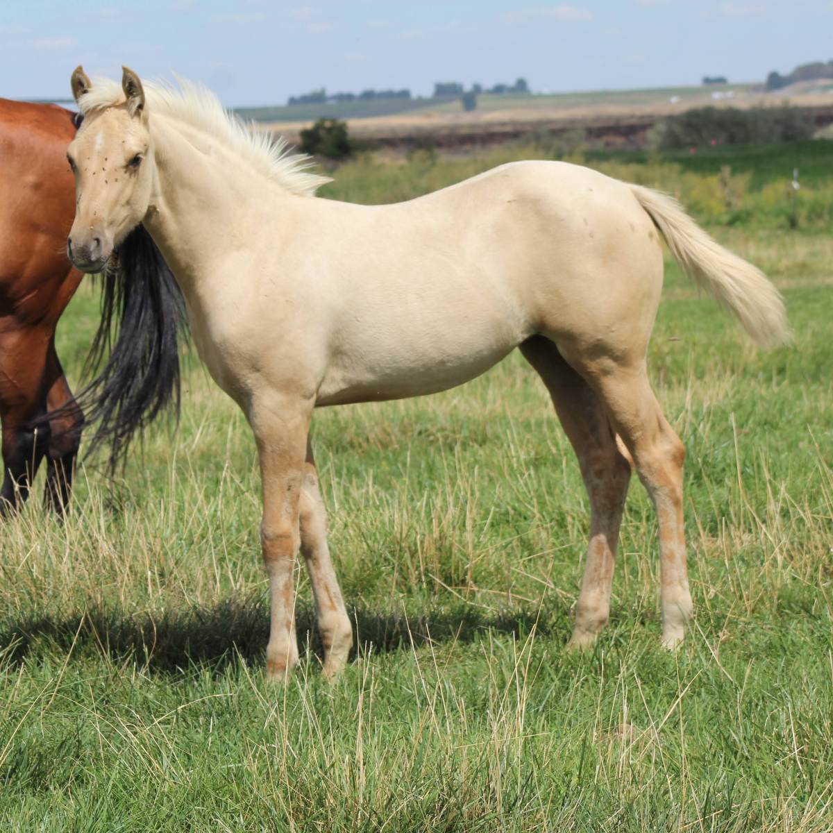 KT Lenas Mayday | KT Ranch