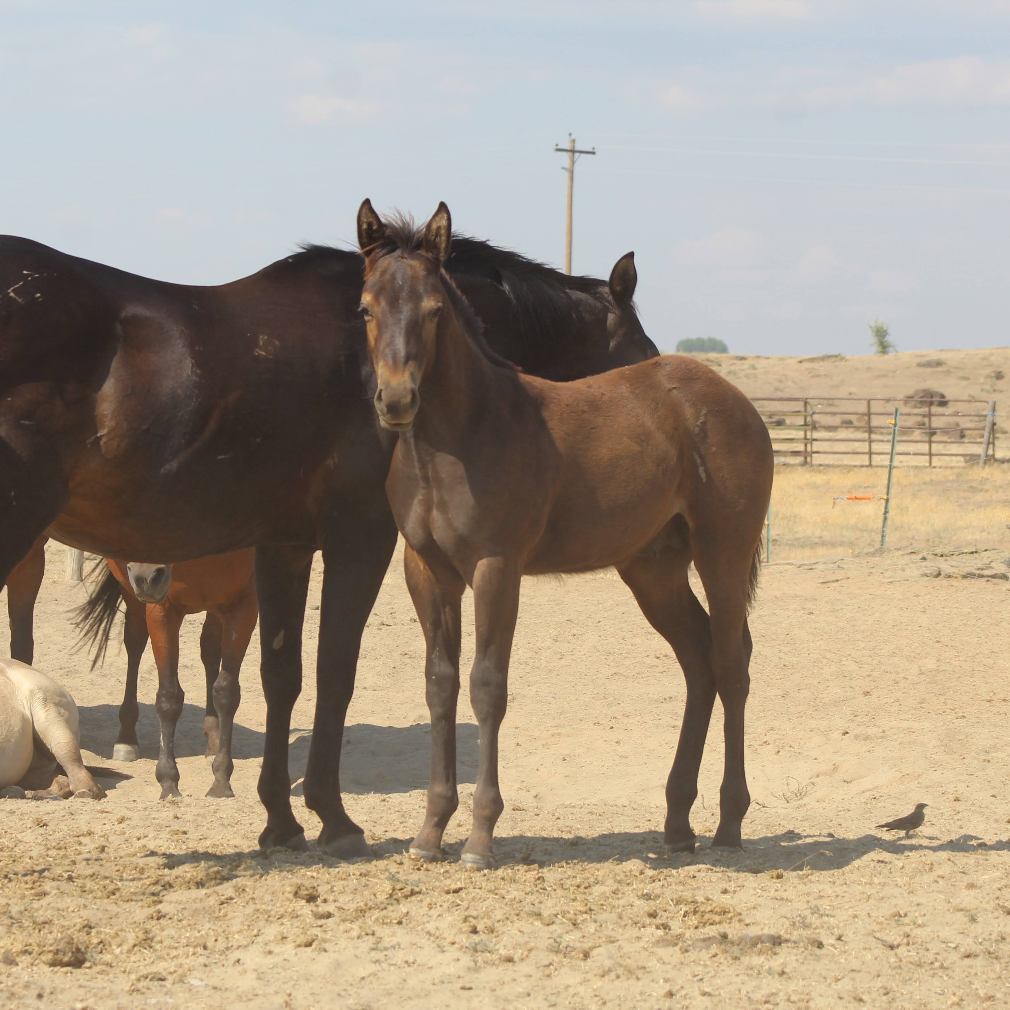 KT Ray of Gunpower, “Ray” | KT Ranch