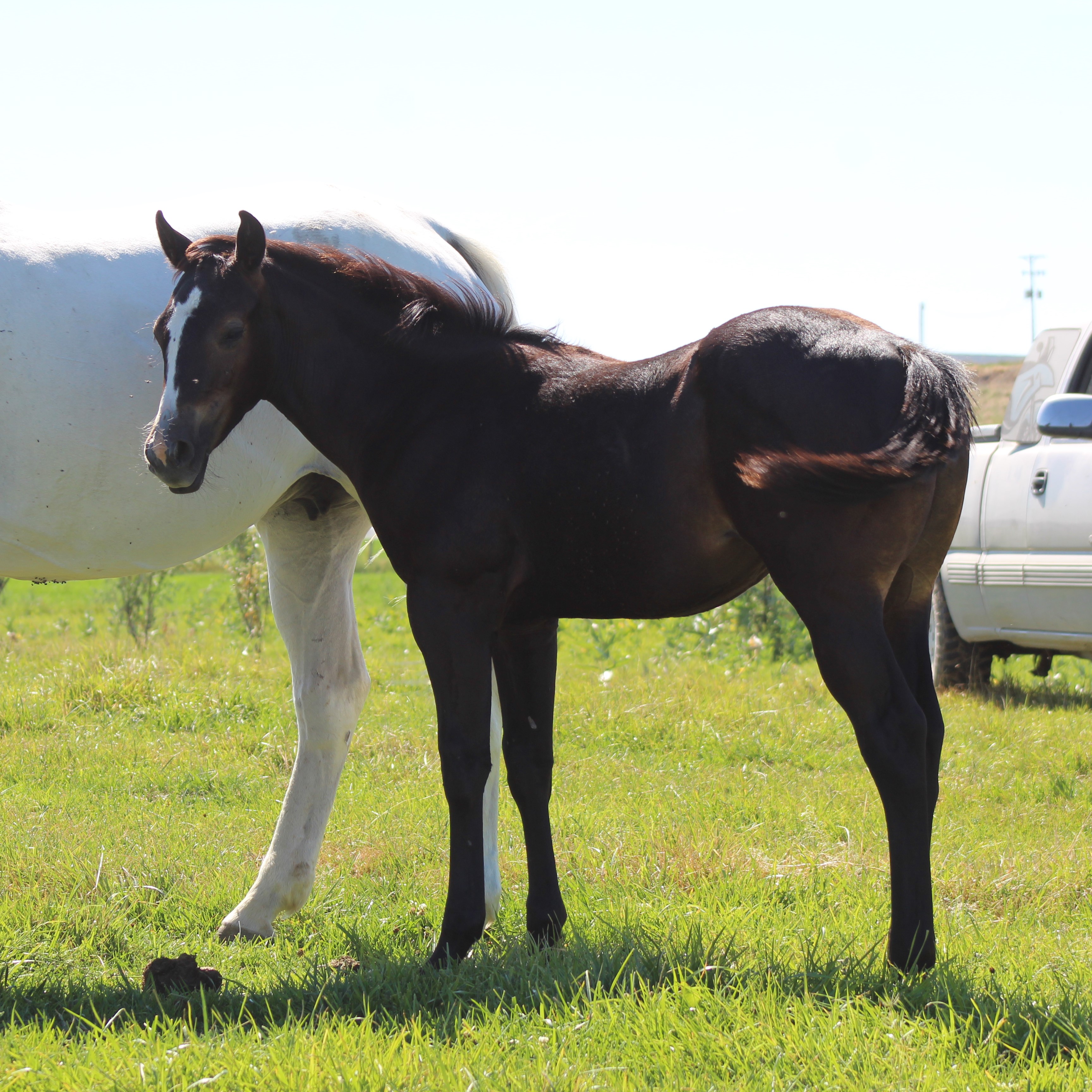 Running/cow bred colt- Blue Eyes Boy | KT Ranch