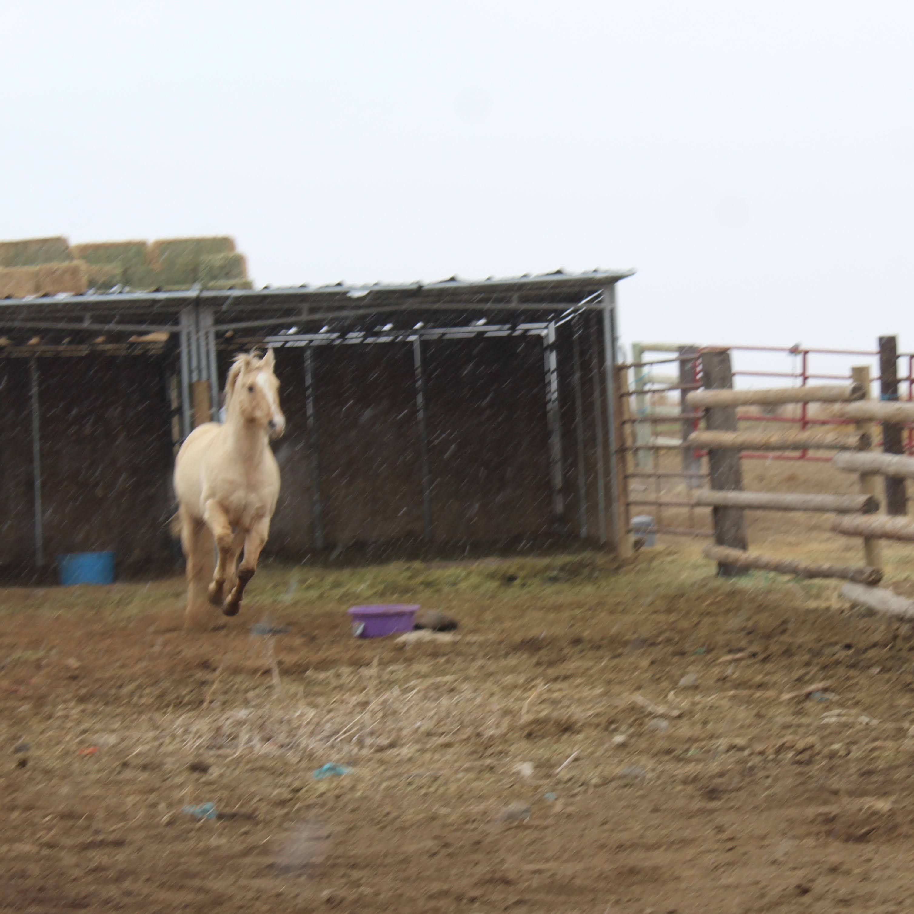 Doll Docsan | KT Ranch