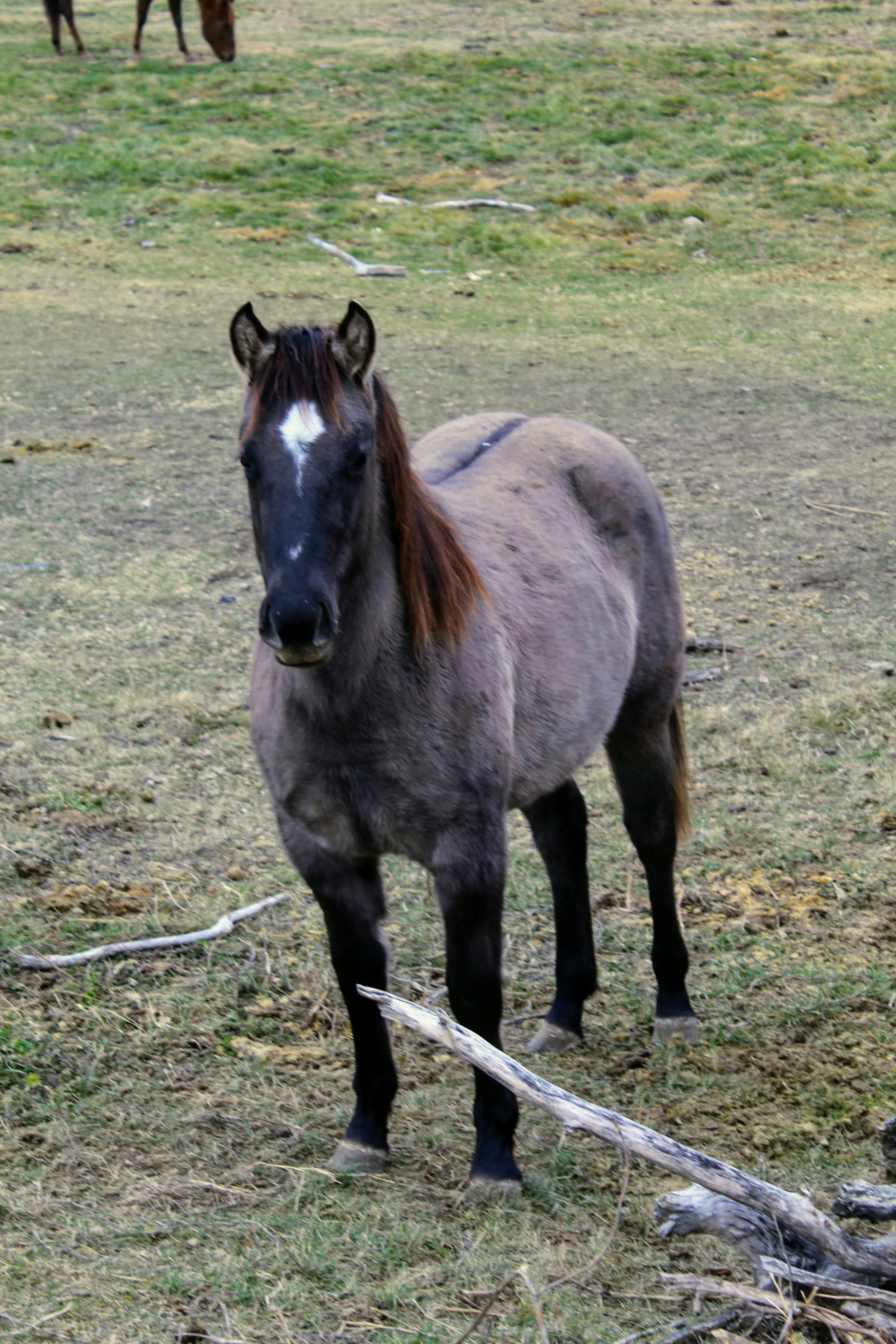 Mare Monday: KT Lightning Bug | KT Ranch