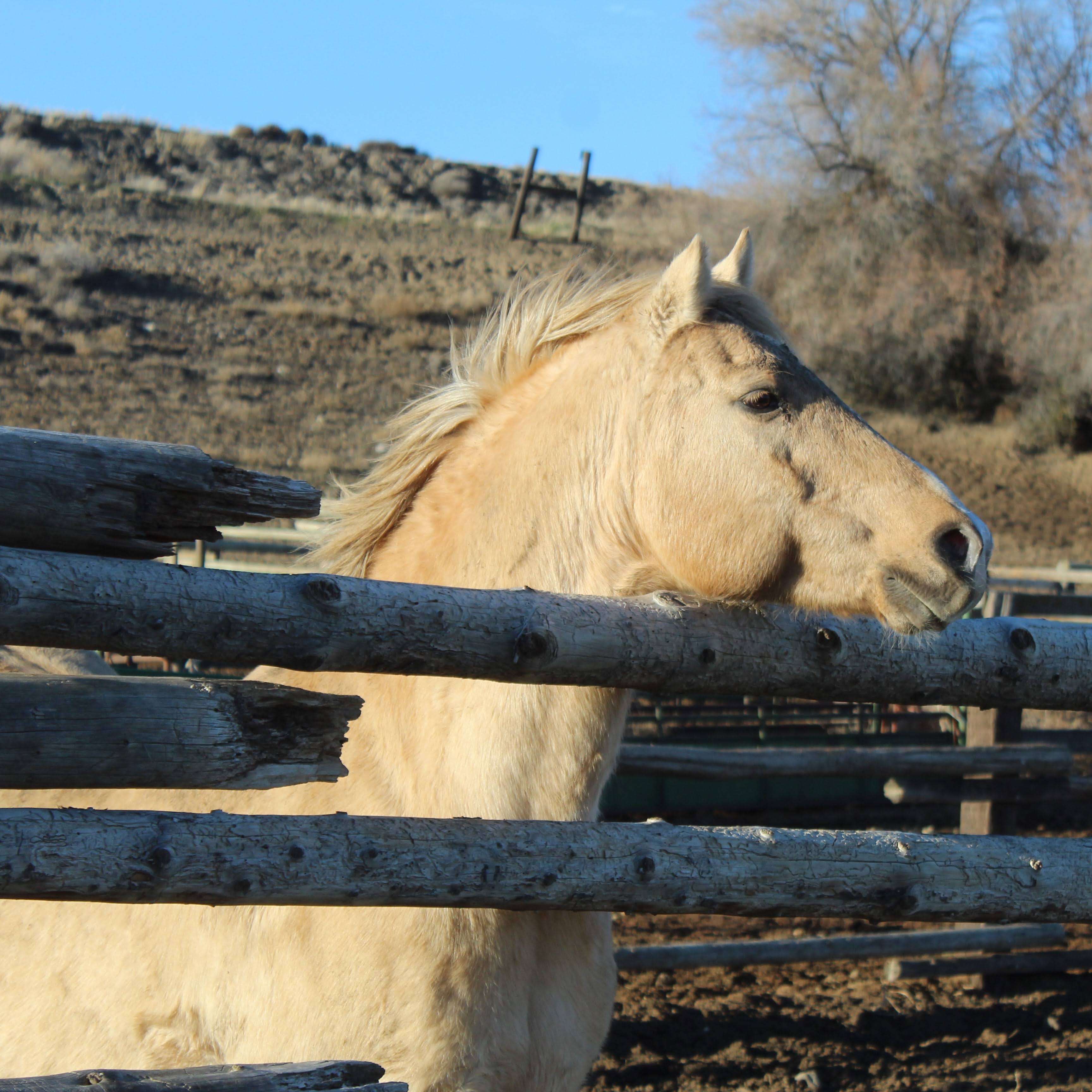 Doll Docsan | KT Ranch