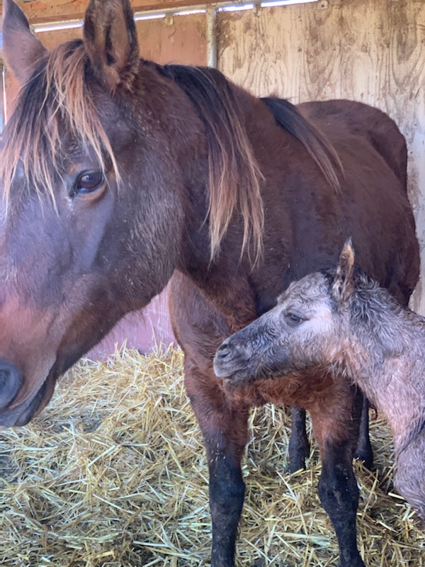 Our first foal is here | KT Ranch