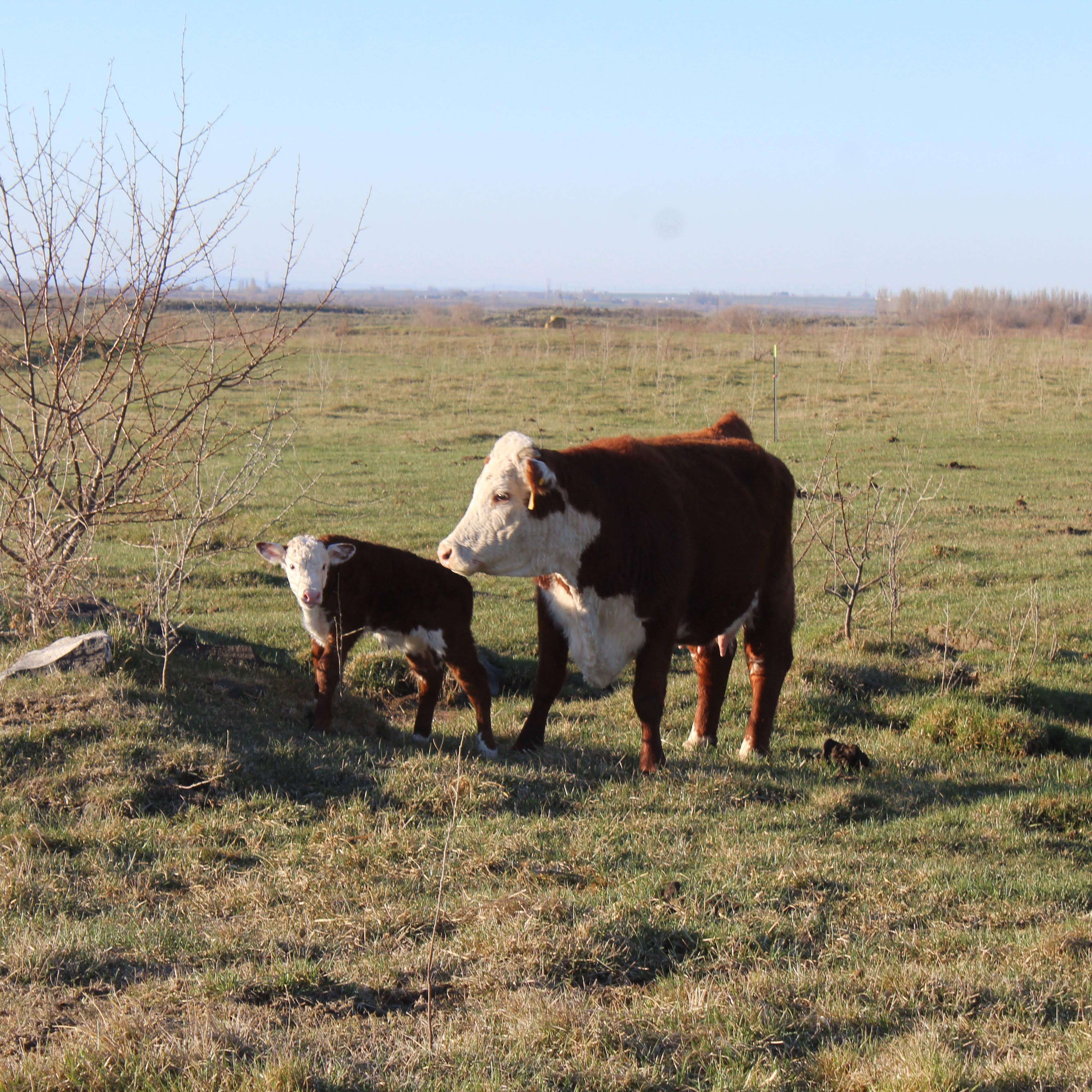 Cow and bull calf March 2021 | KT Ranch