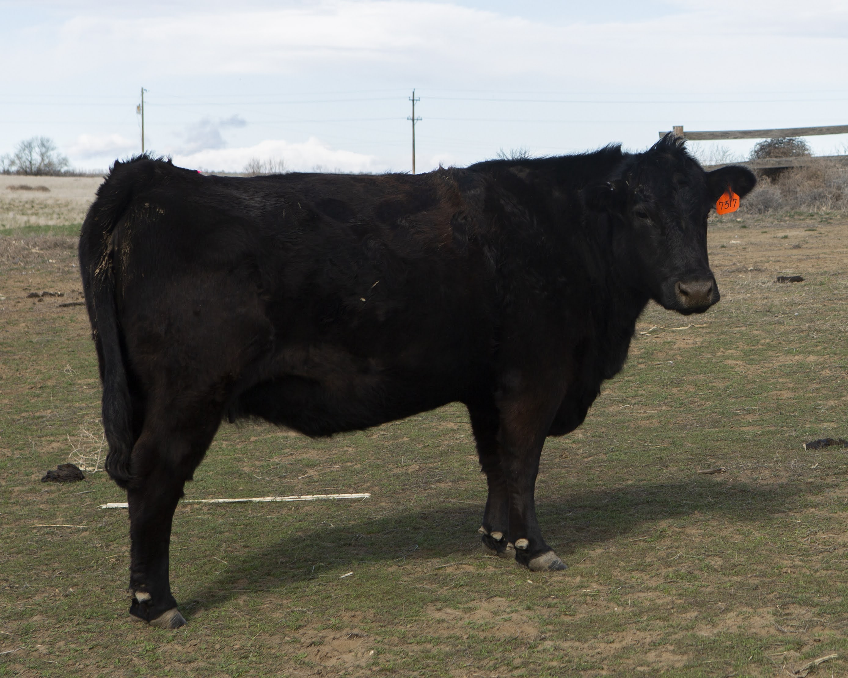 ExpressCowMar2021 | KT Ranch