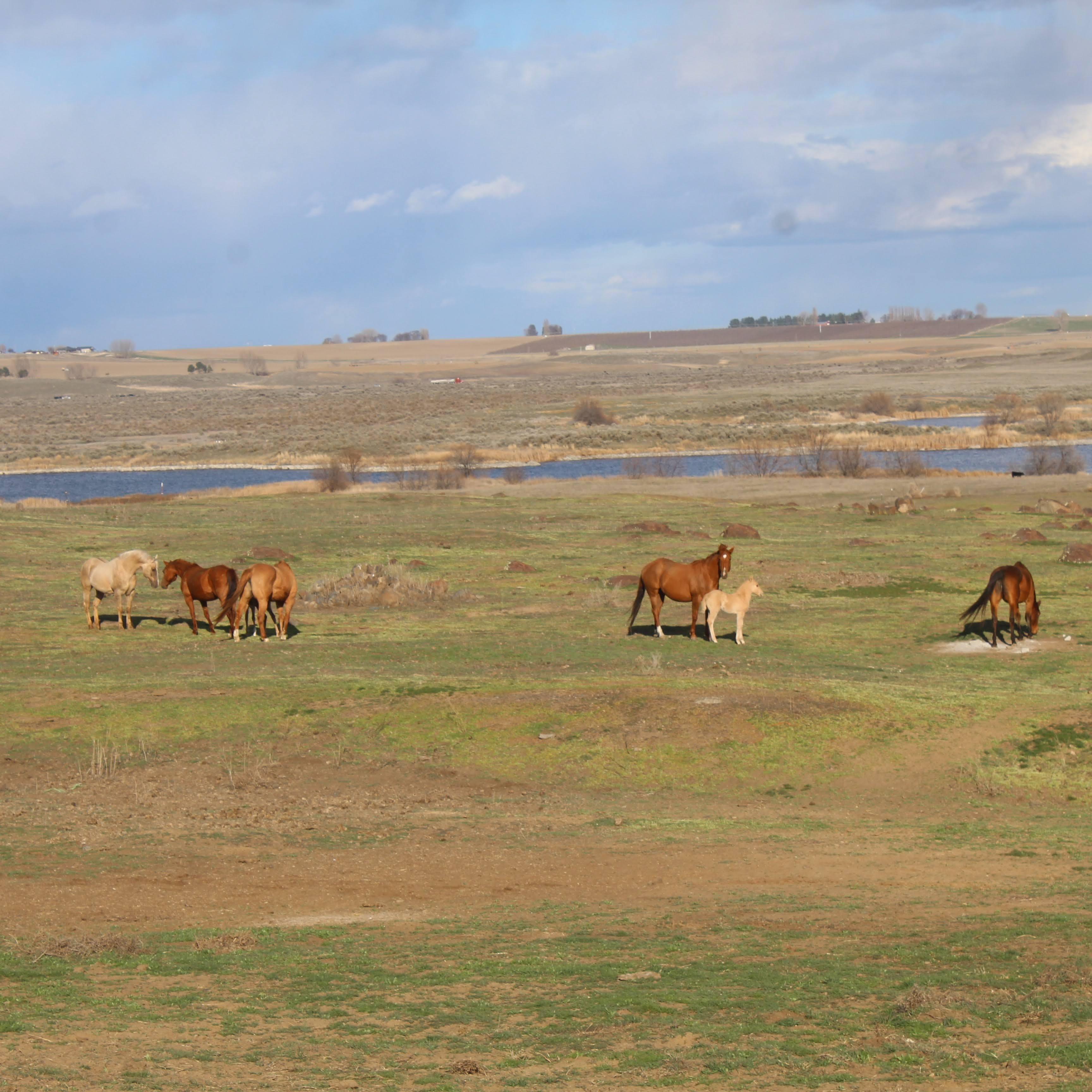 Doll Docsan | KT Ranch